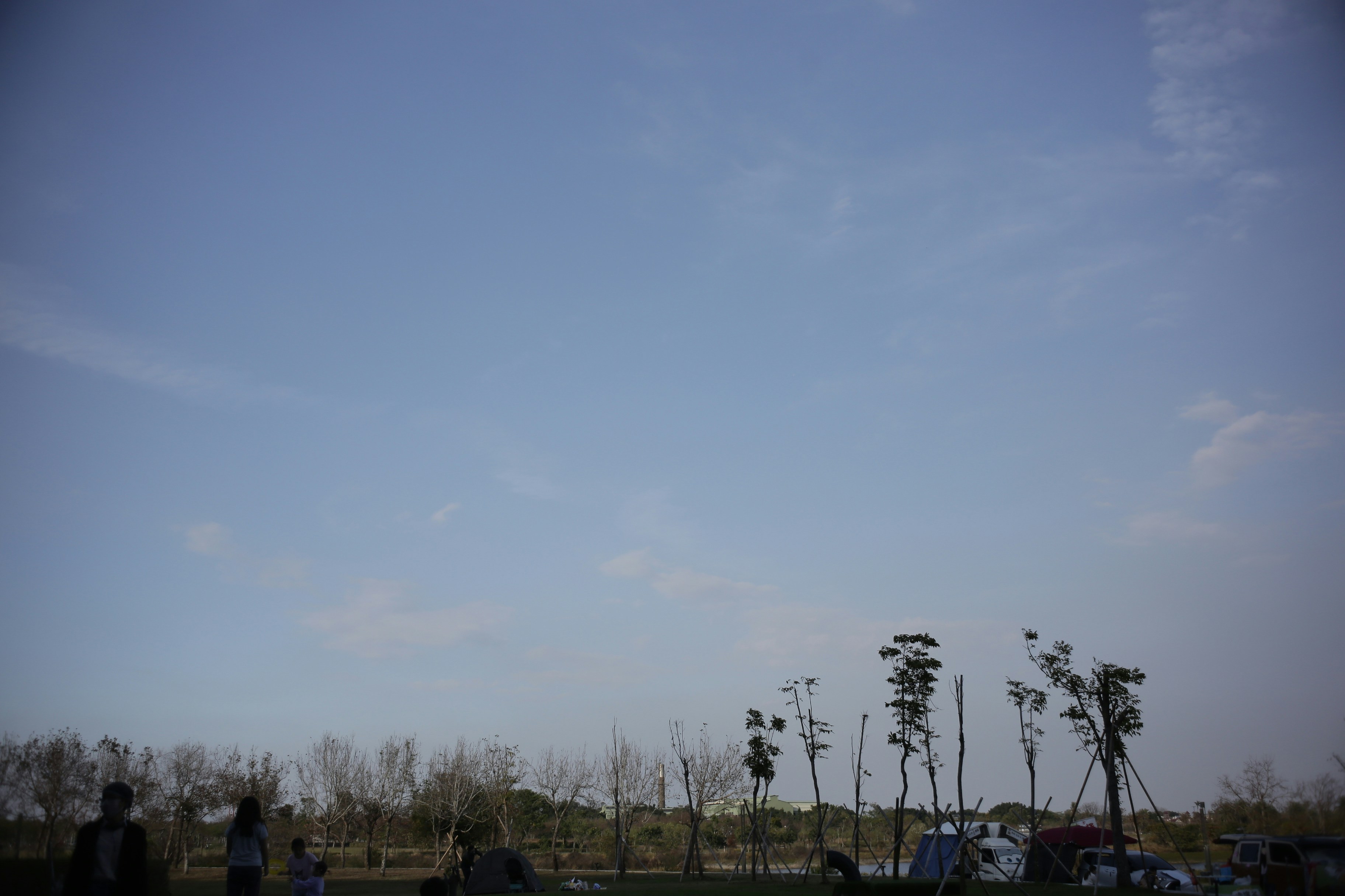 Low Horizon, Tall Trees: Quiet Park Silhouette at Dusk