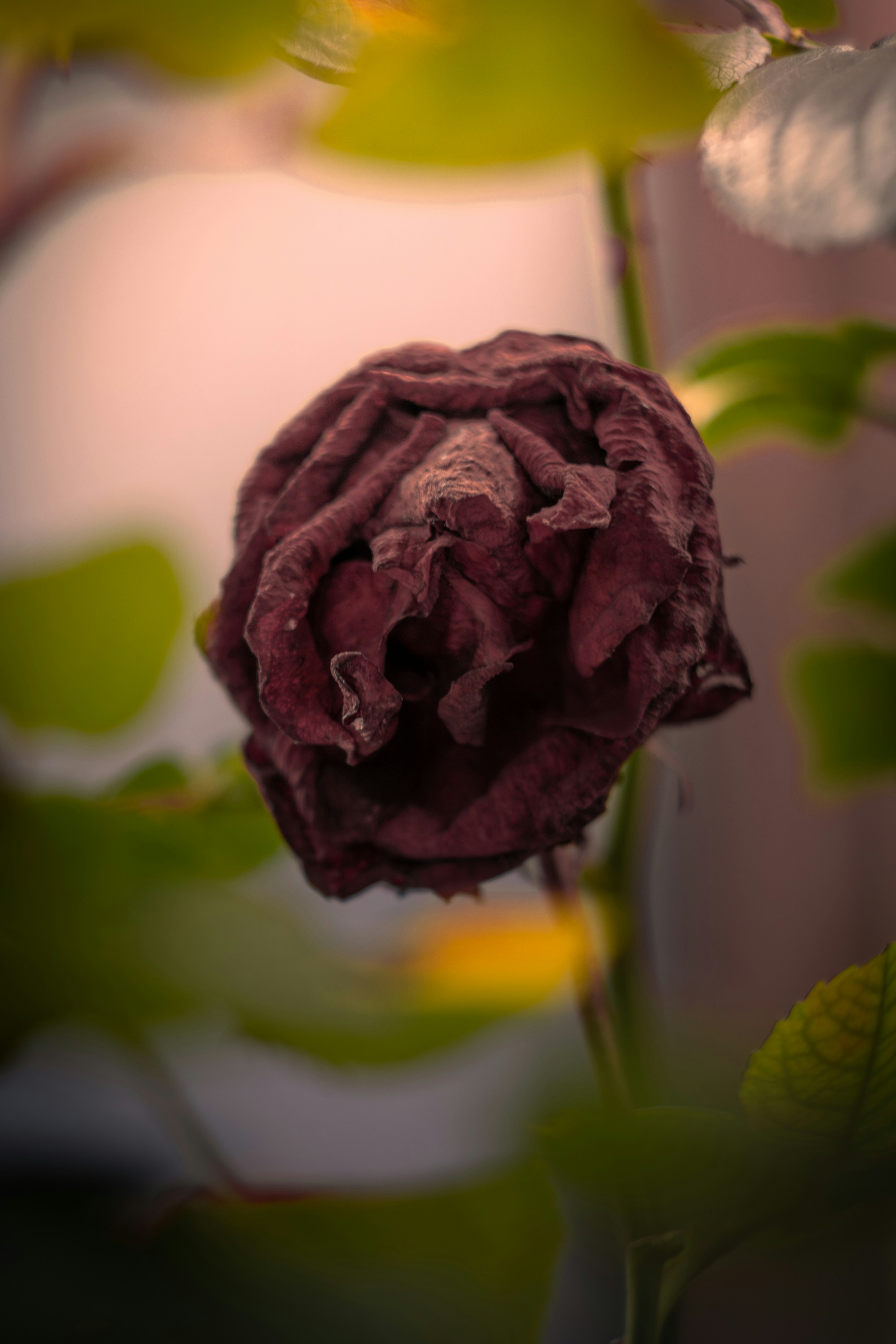Wilted Rose in Soft Focus Frame