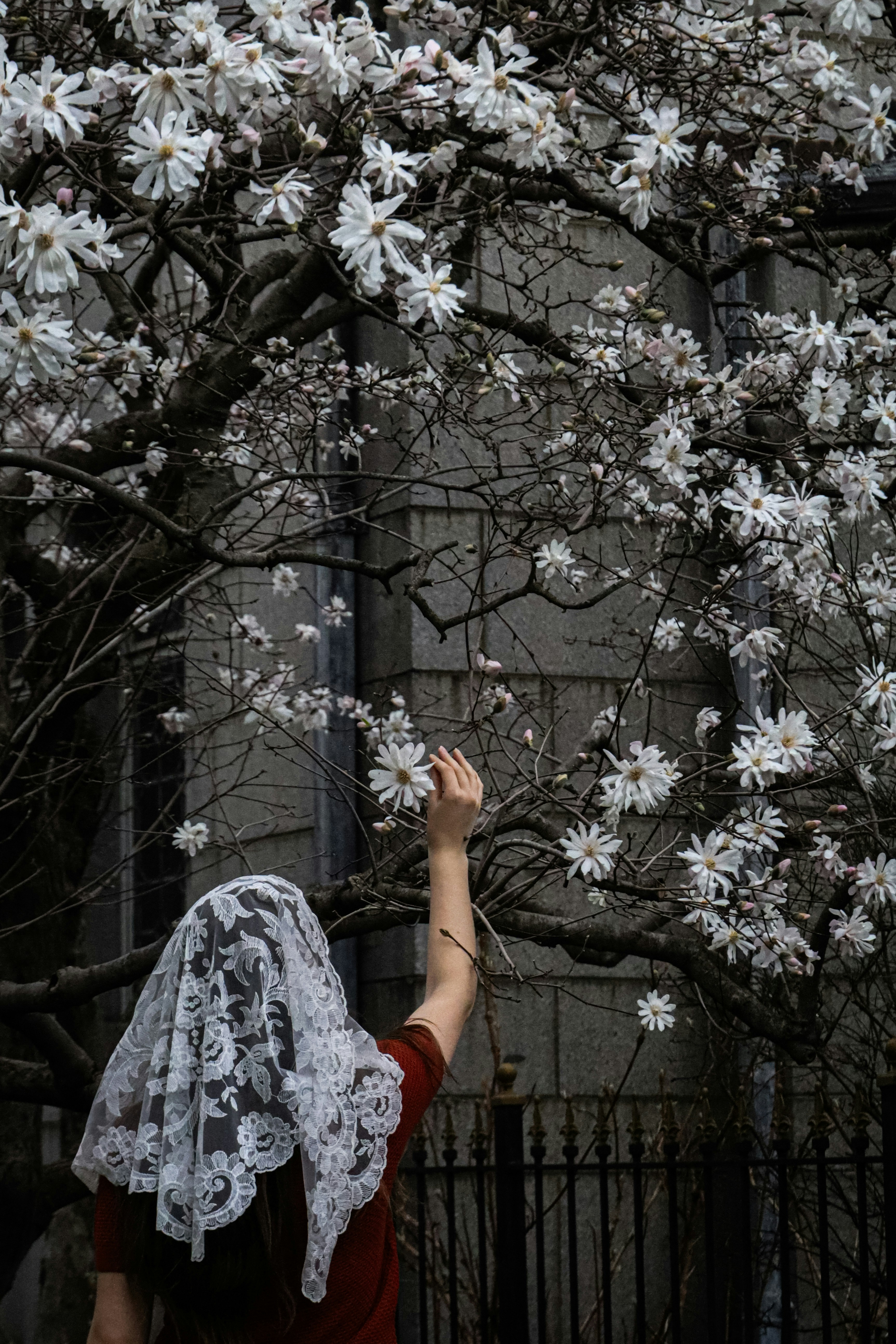 Veil of Lace Under White Blossoms