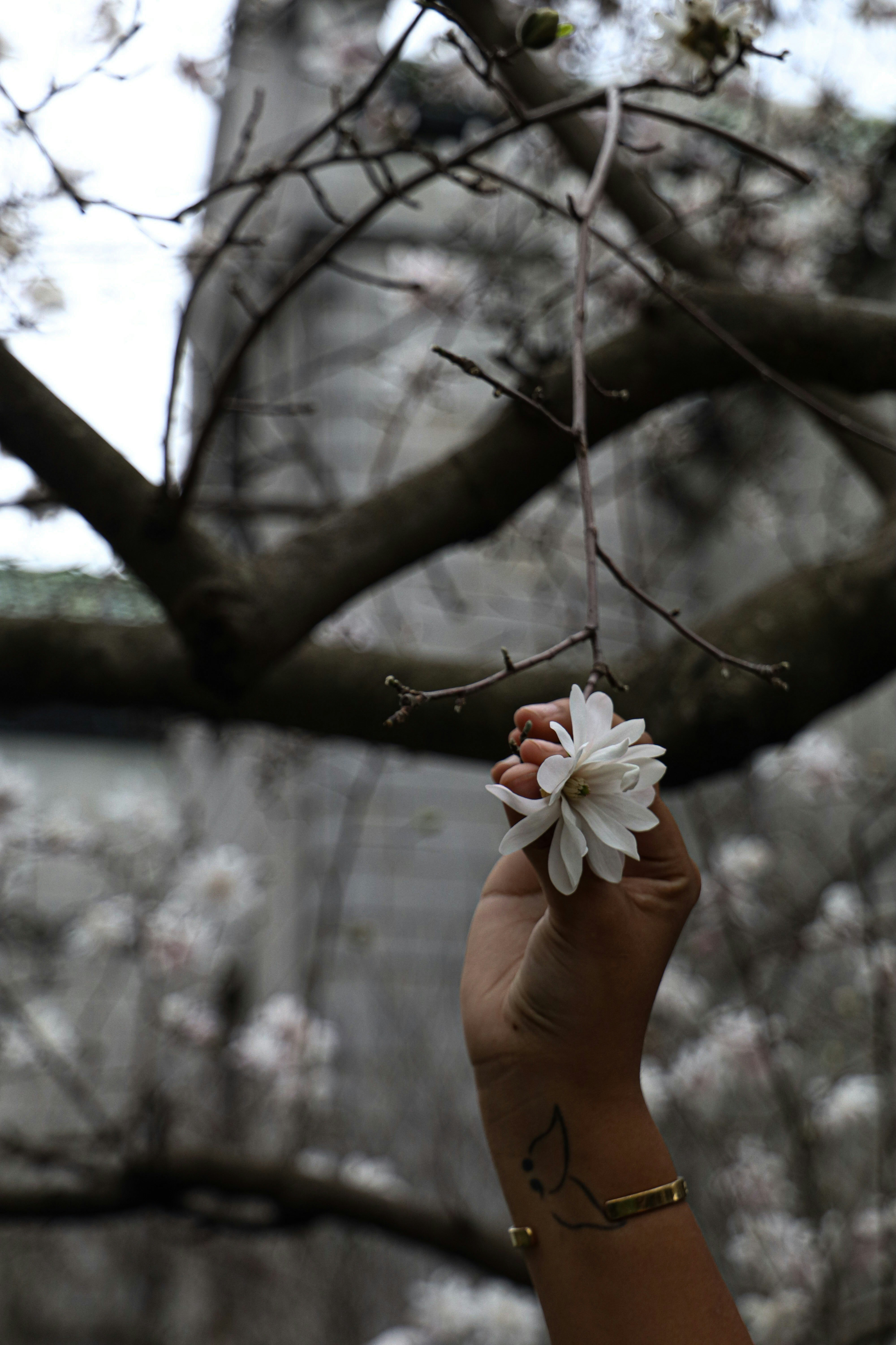 Holding a Bloom: A Delicate White Flower Against a Quiet Urban Bloomscape