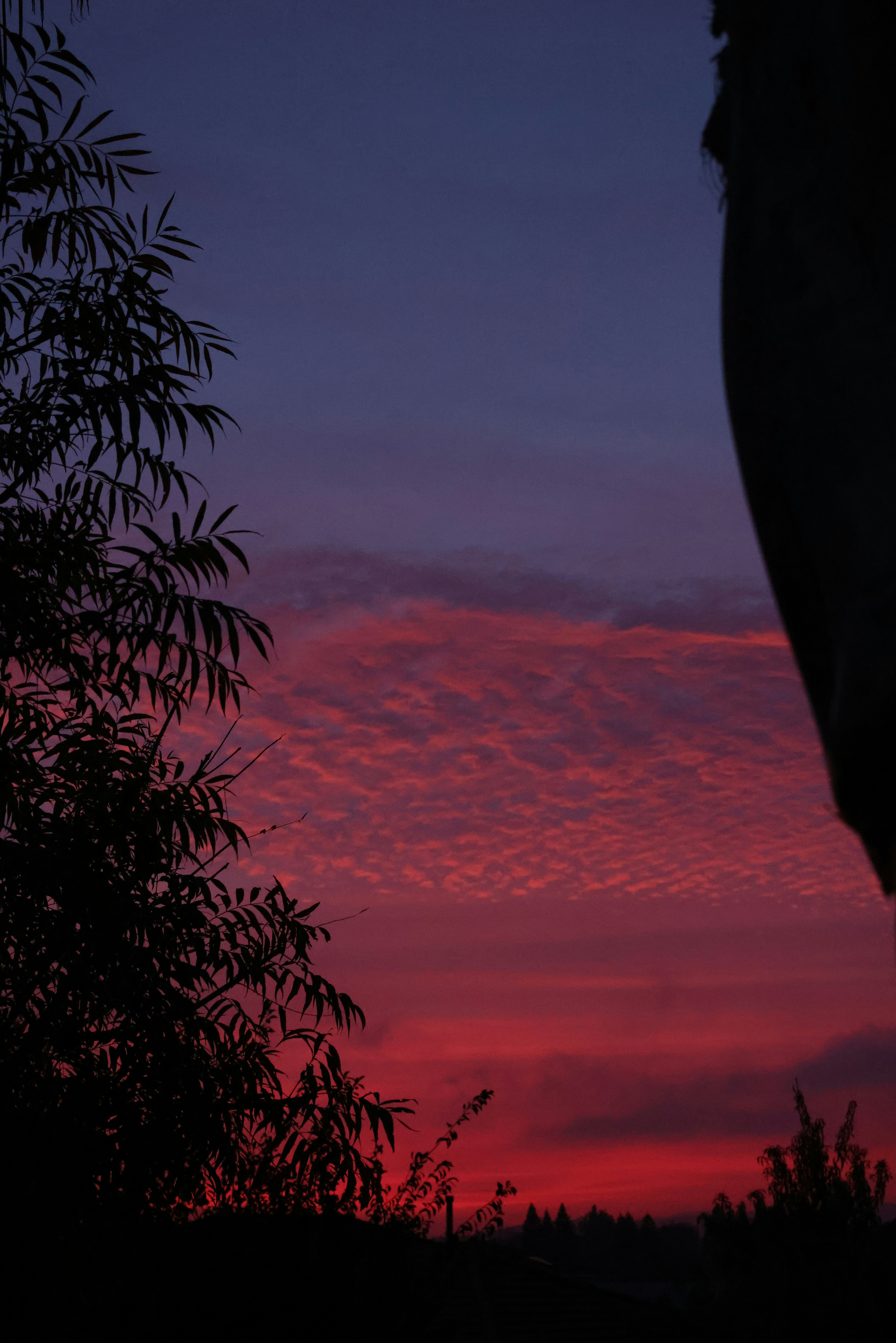 Silhouetted Foliage Against a Dusky, Fiery Sky