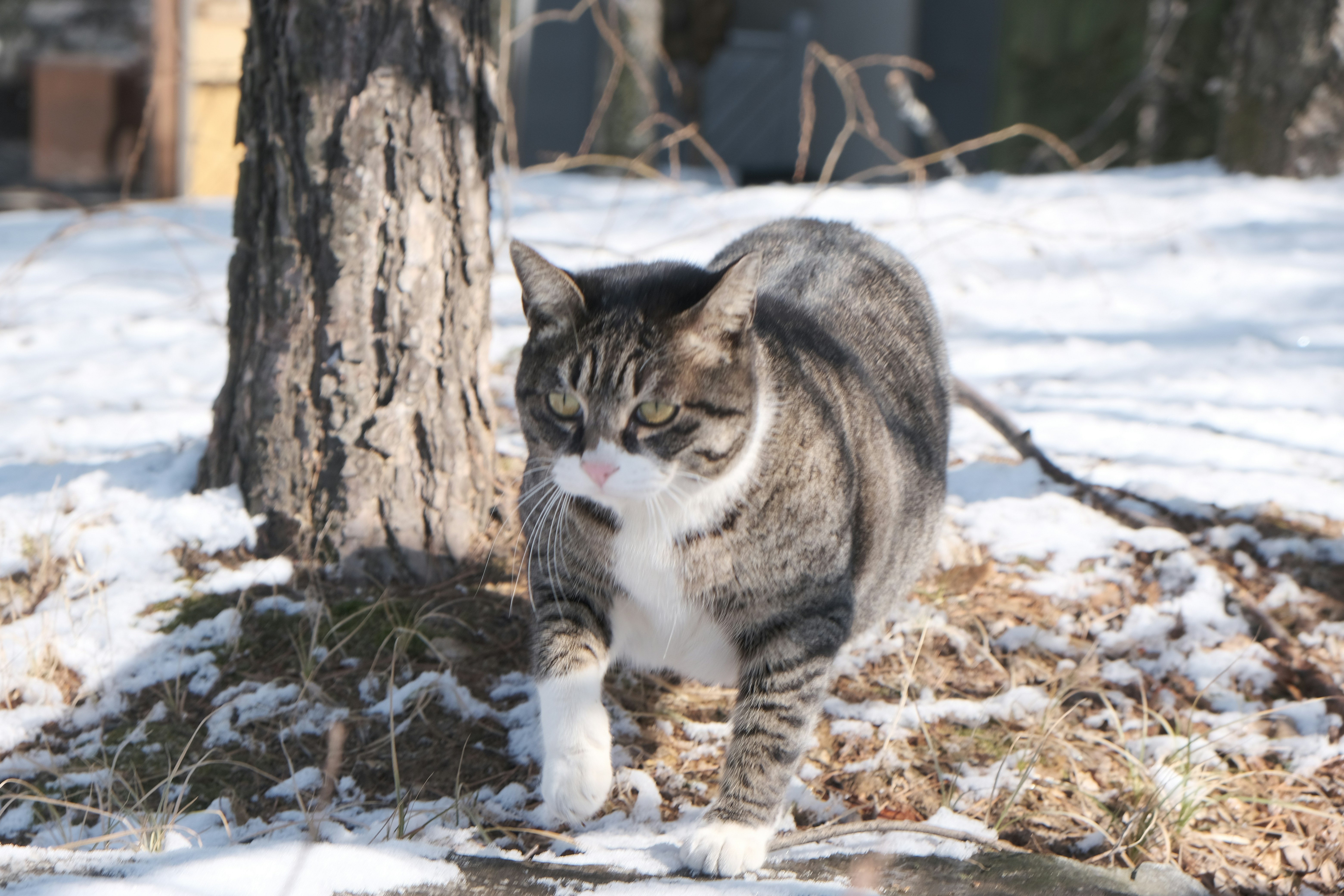 Winter Stroll: A Striding Cat Tracks Snow Beneath a Pine