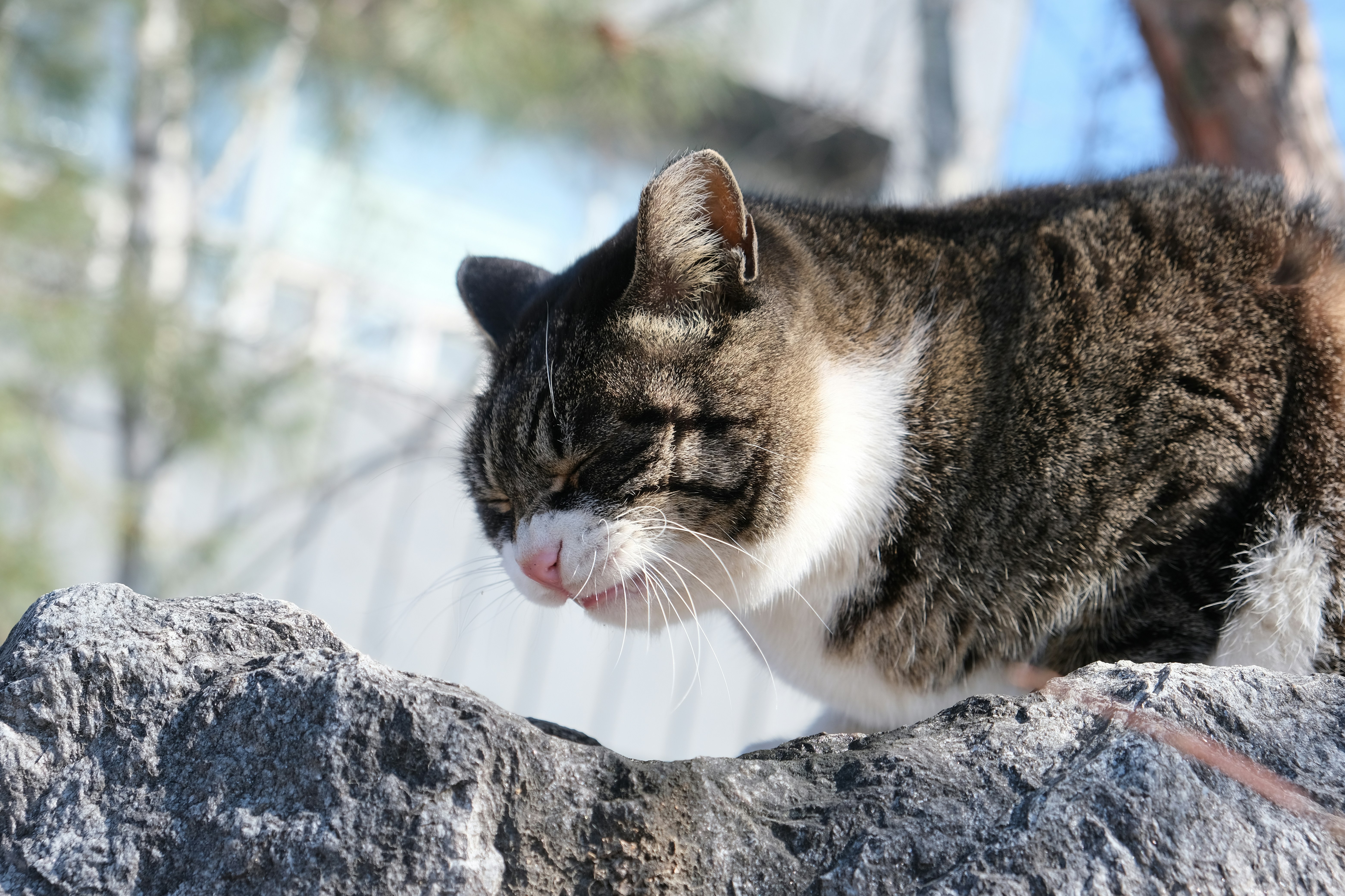 Close-Trimmed Steps: A Cat Pauses on a Rocky ledge