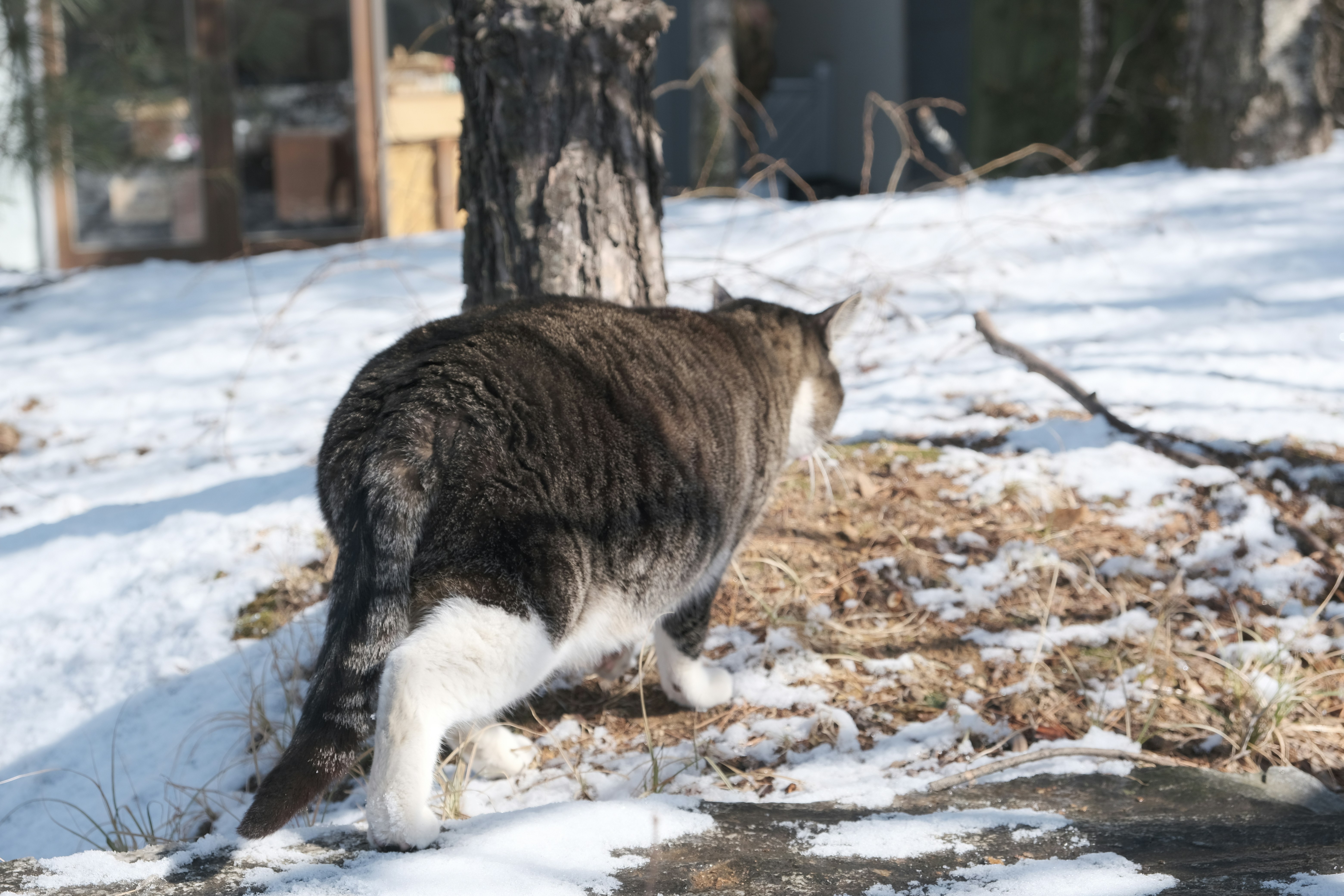 Snowpath Stalker: A Feline Pause in Winter Light