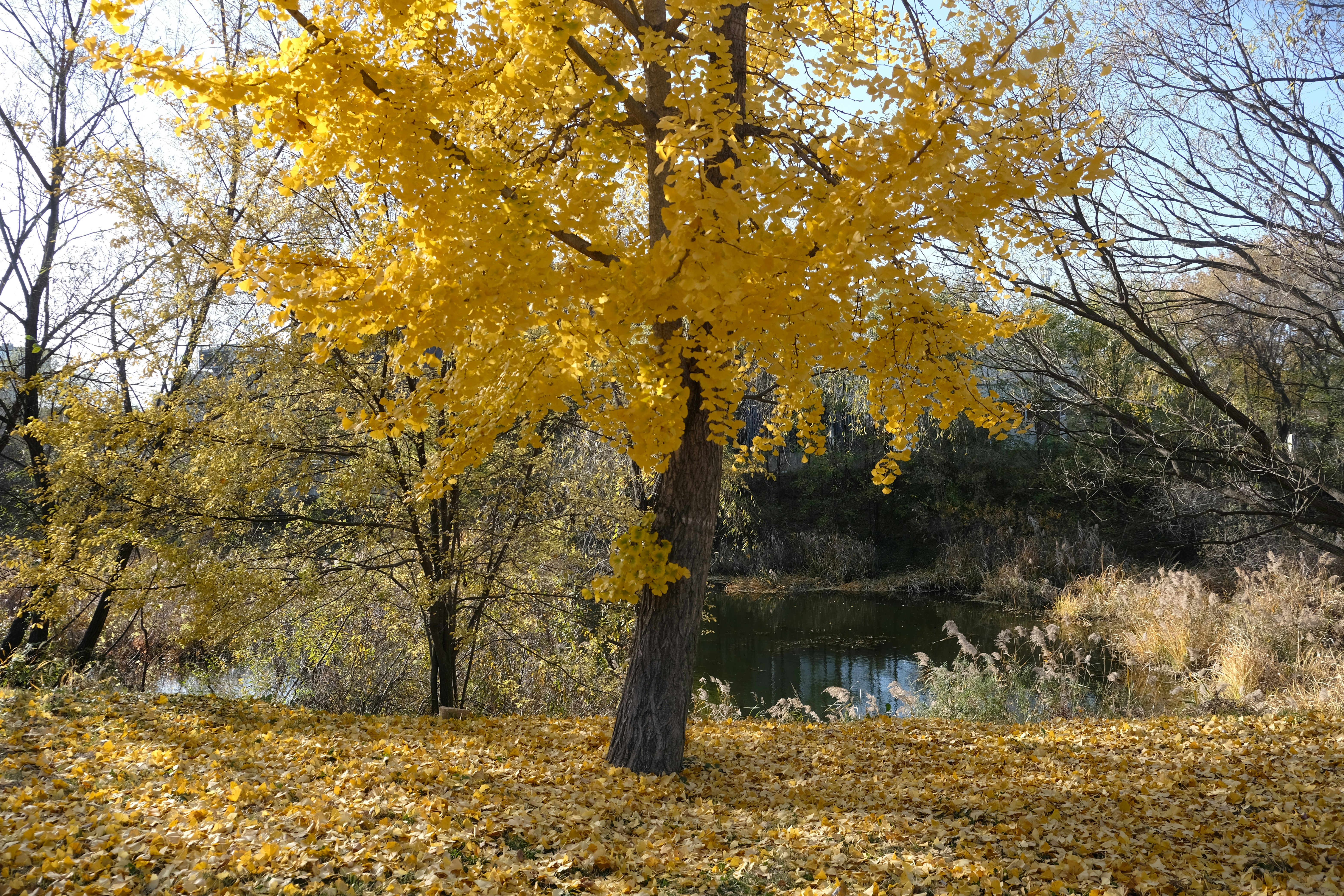 Golden Canopy: Autumn Mahogany by the Pond