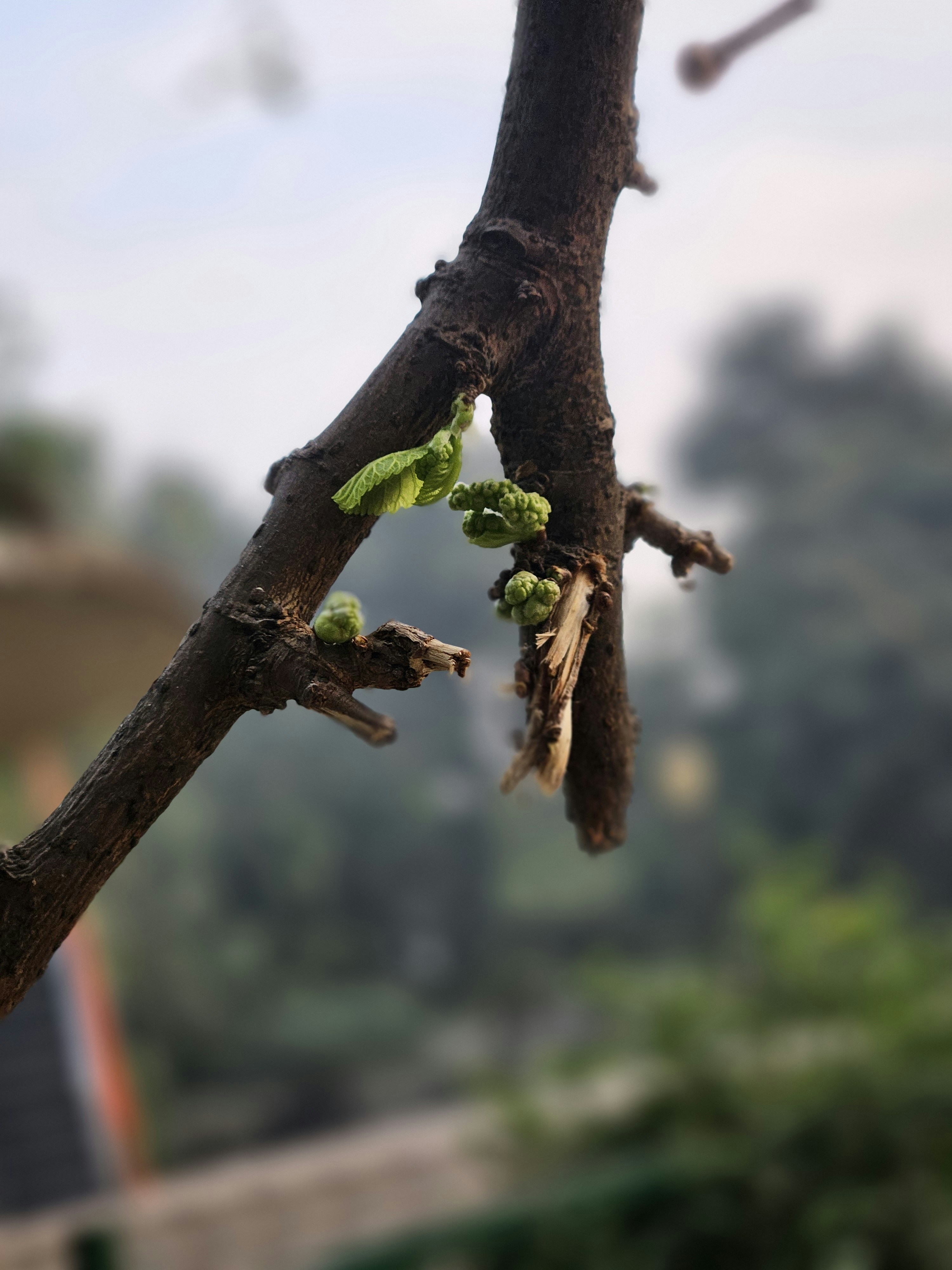Knit of new life on a weathered branch
