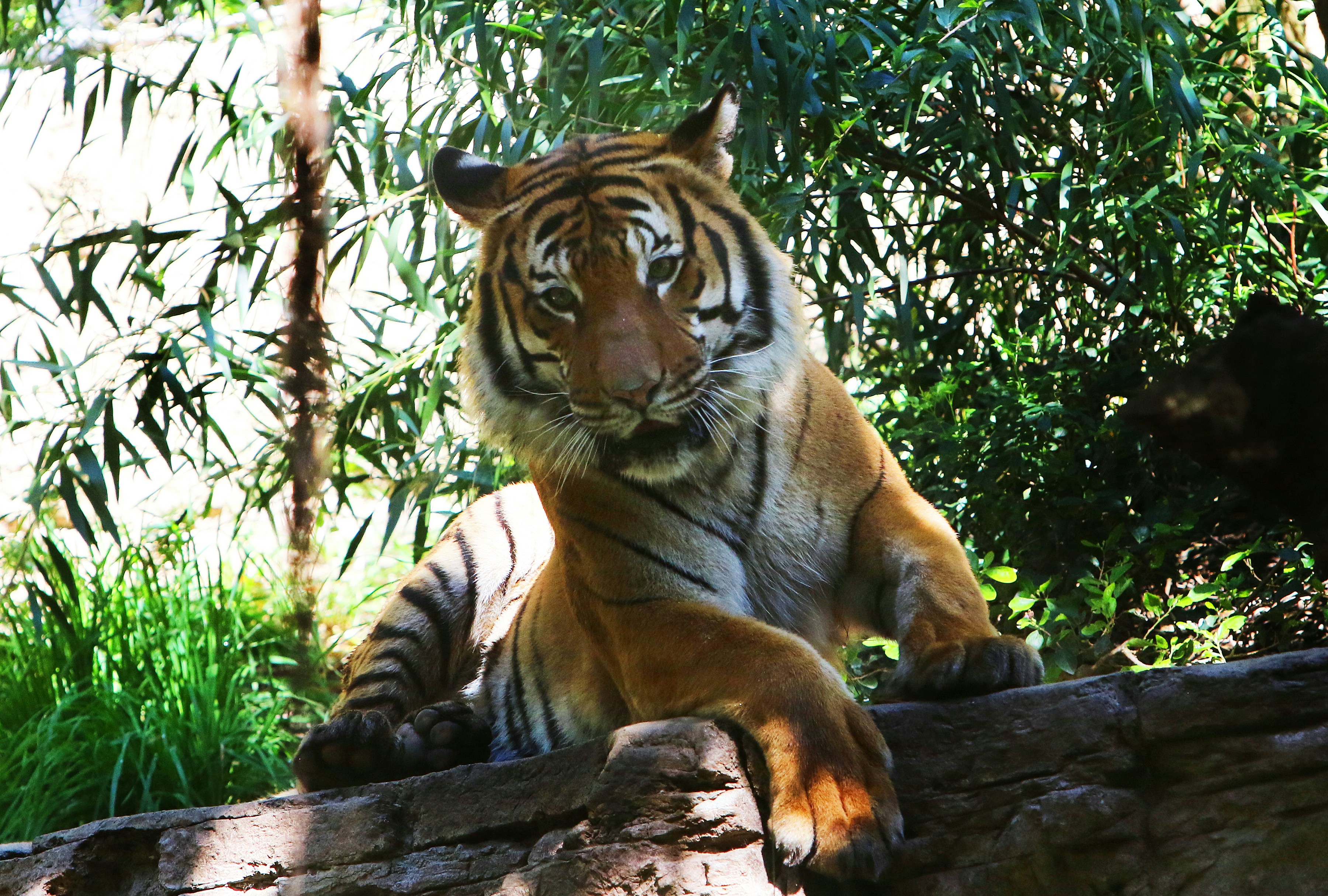 Tiger Resting on Timber: A Sunlit Moment in a Lush Veranda