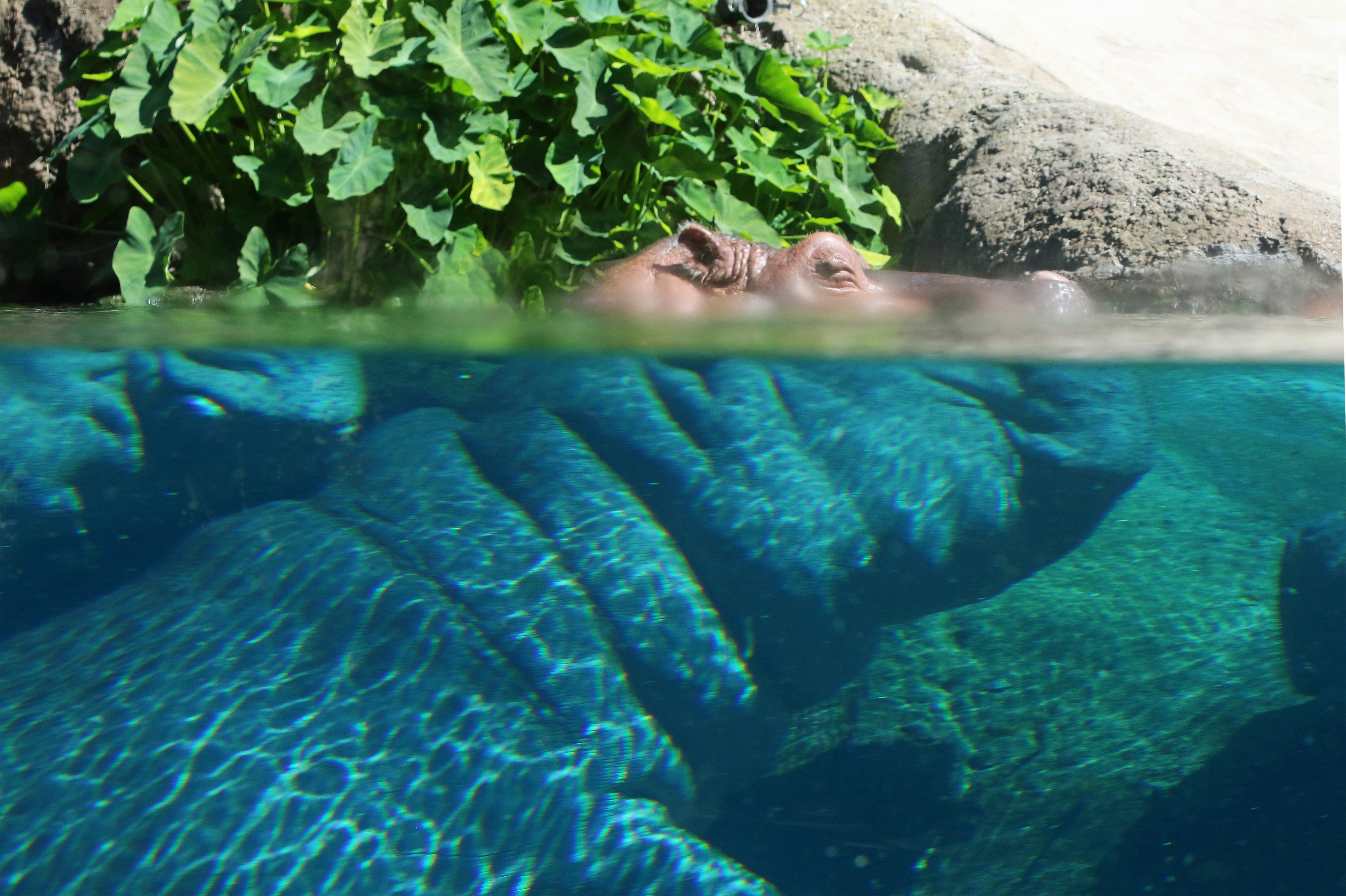 Half-Submerged Portrait: A Quiet Moment Between Water and Stone