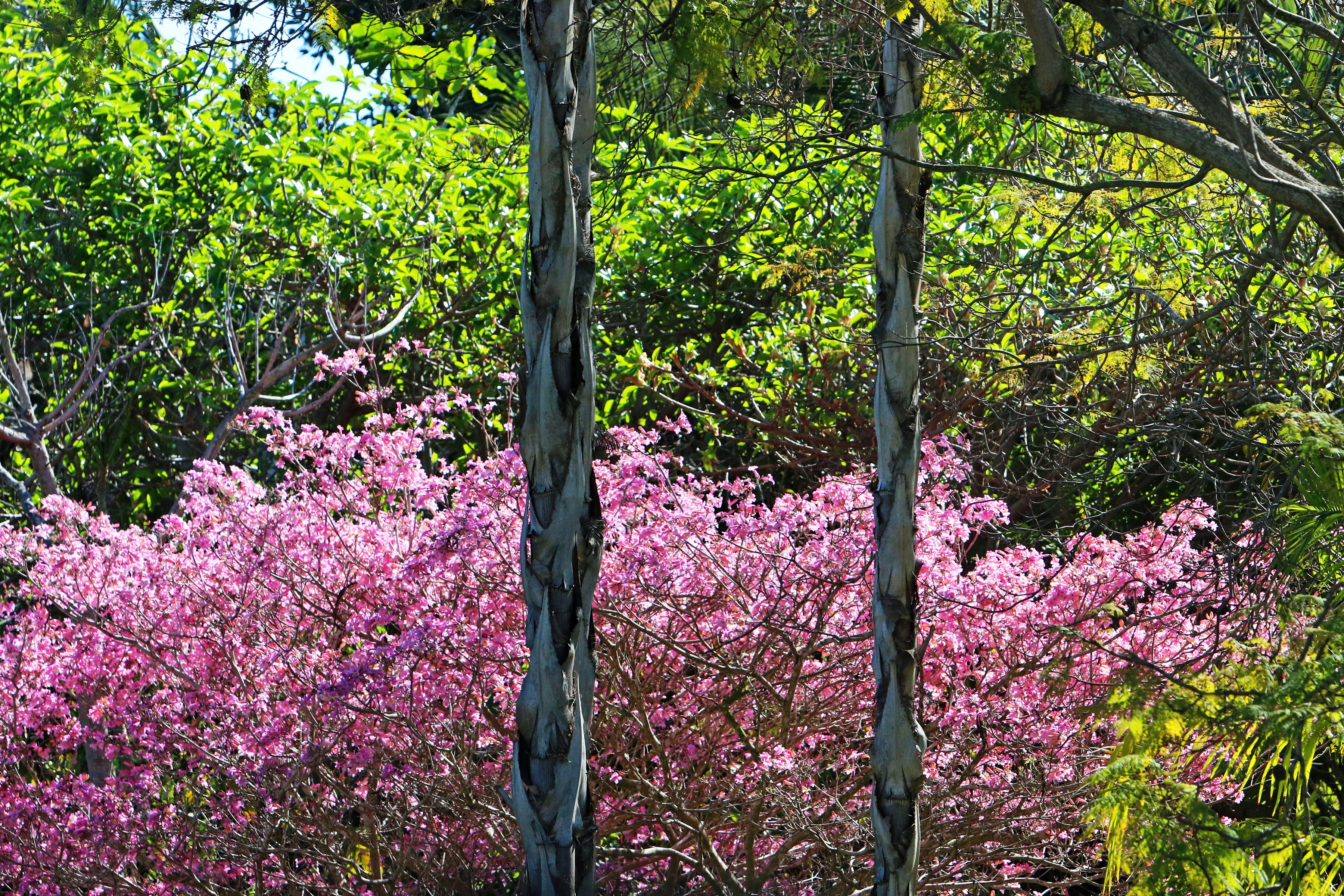 Pink blossom curtain between weathered trunks in dappled sunlight