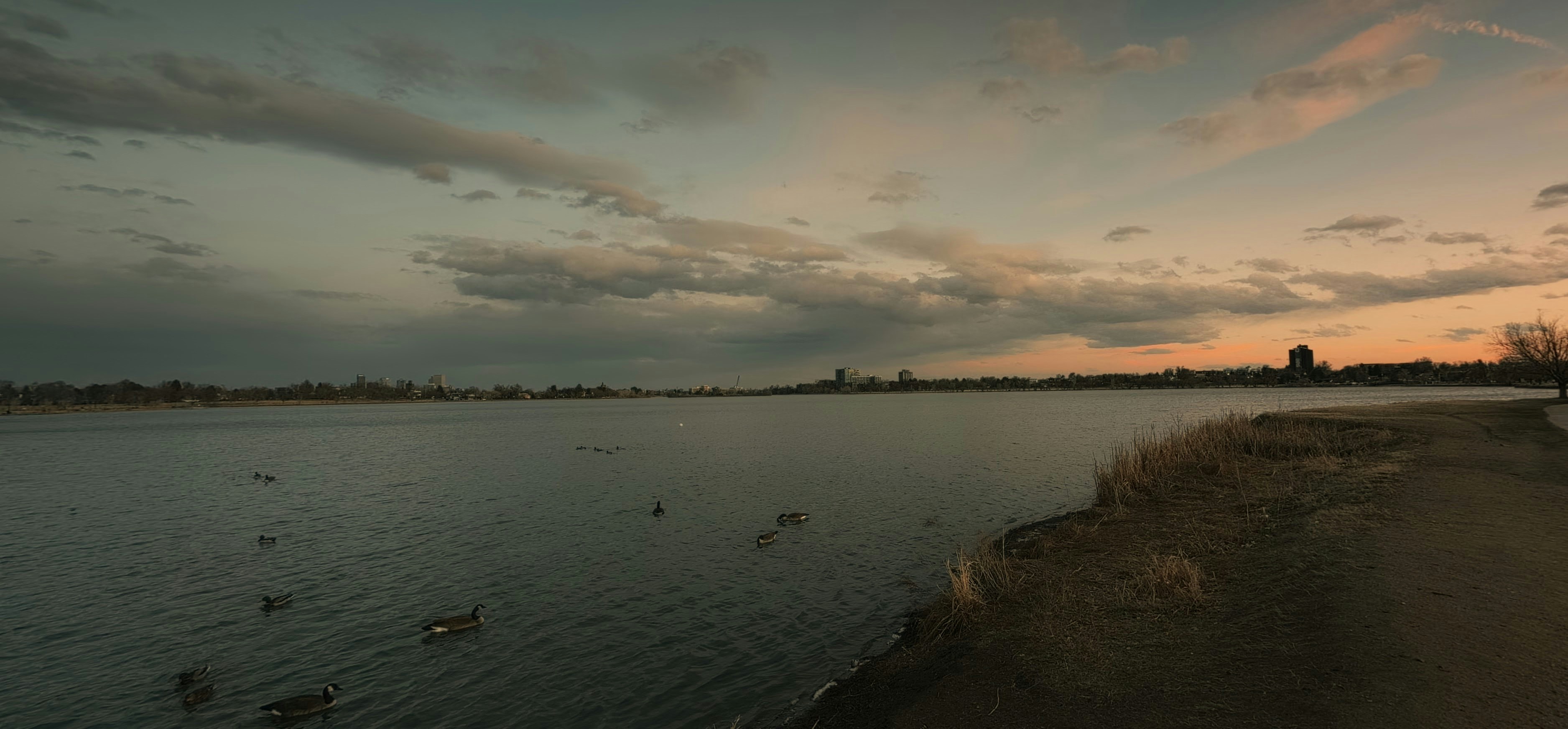 Ducks swim on a lake at sunset with city skyline.