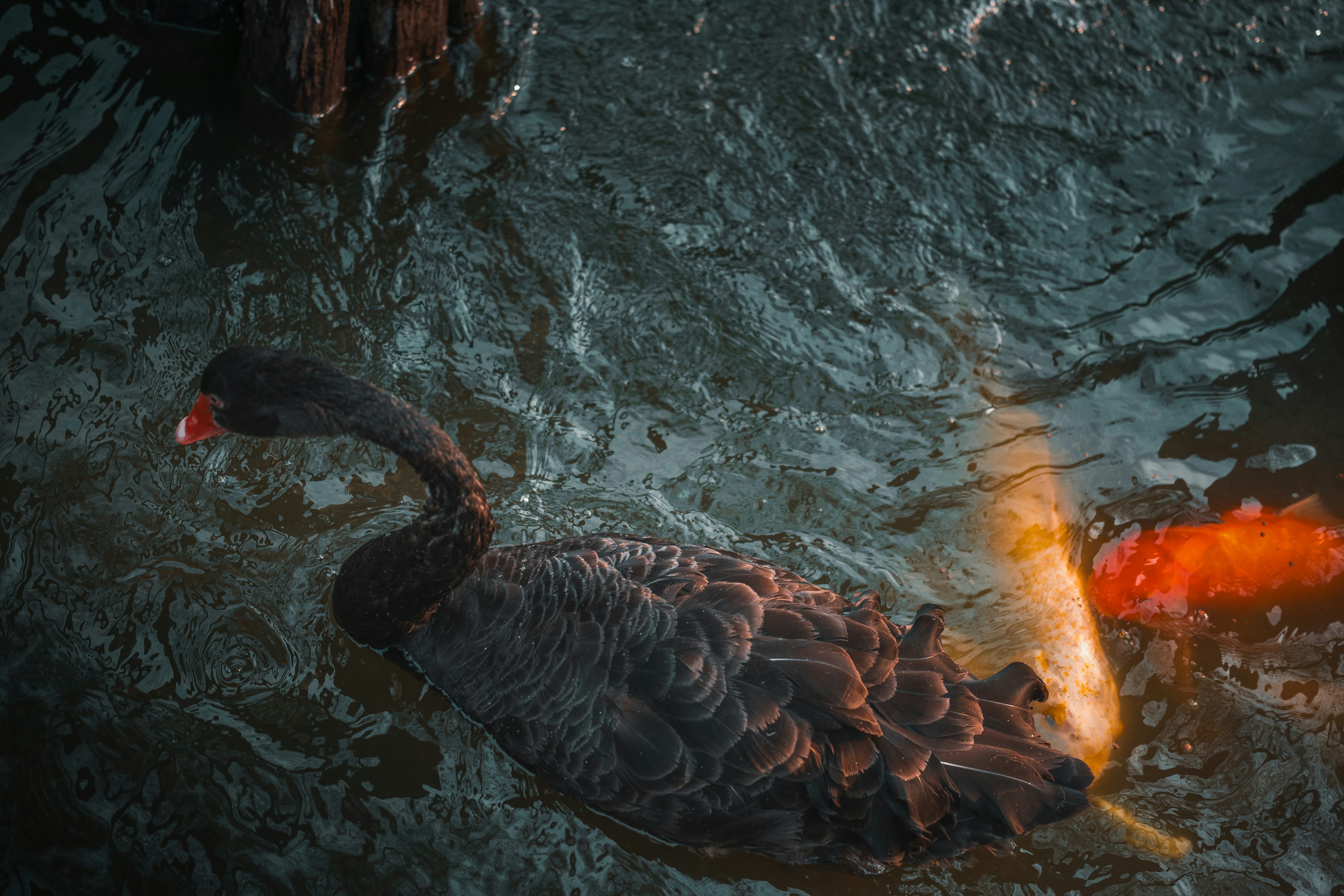 Midnight Glide: A Black Swan in Moonlit Ripples