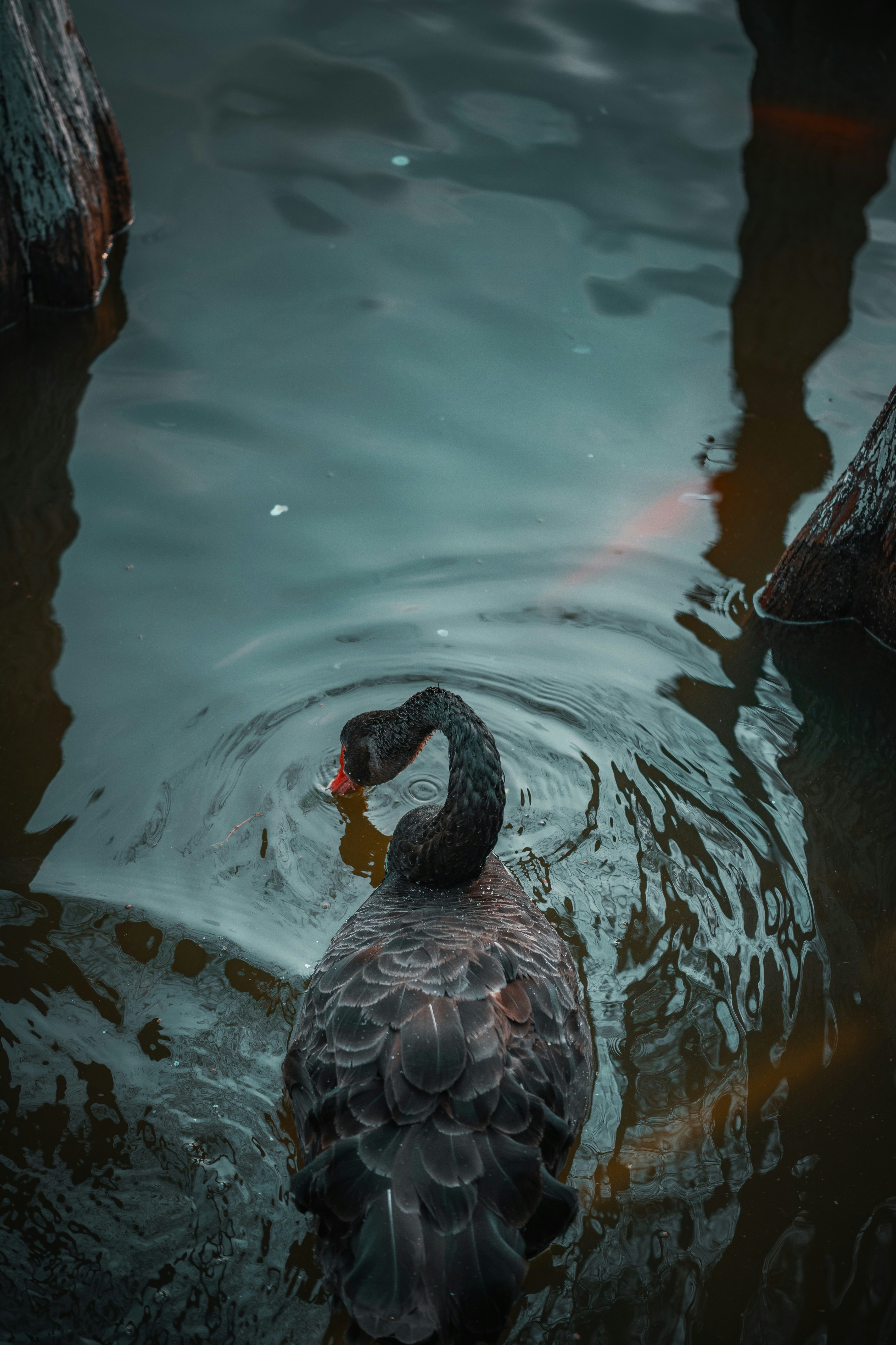 Black Waterlark: A Swan’s Passage Through Quiet Ripples