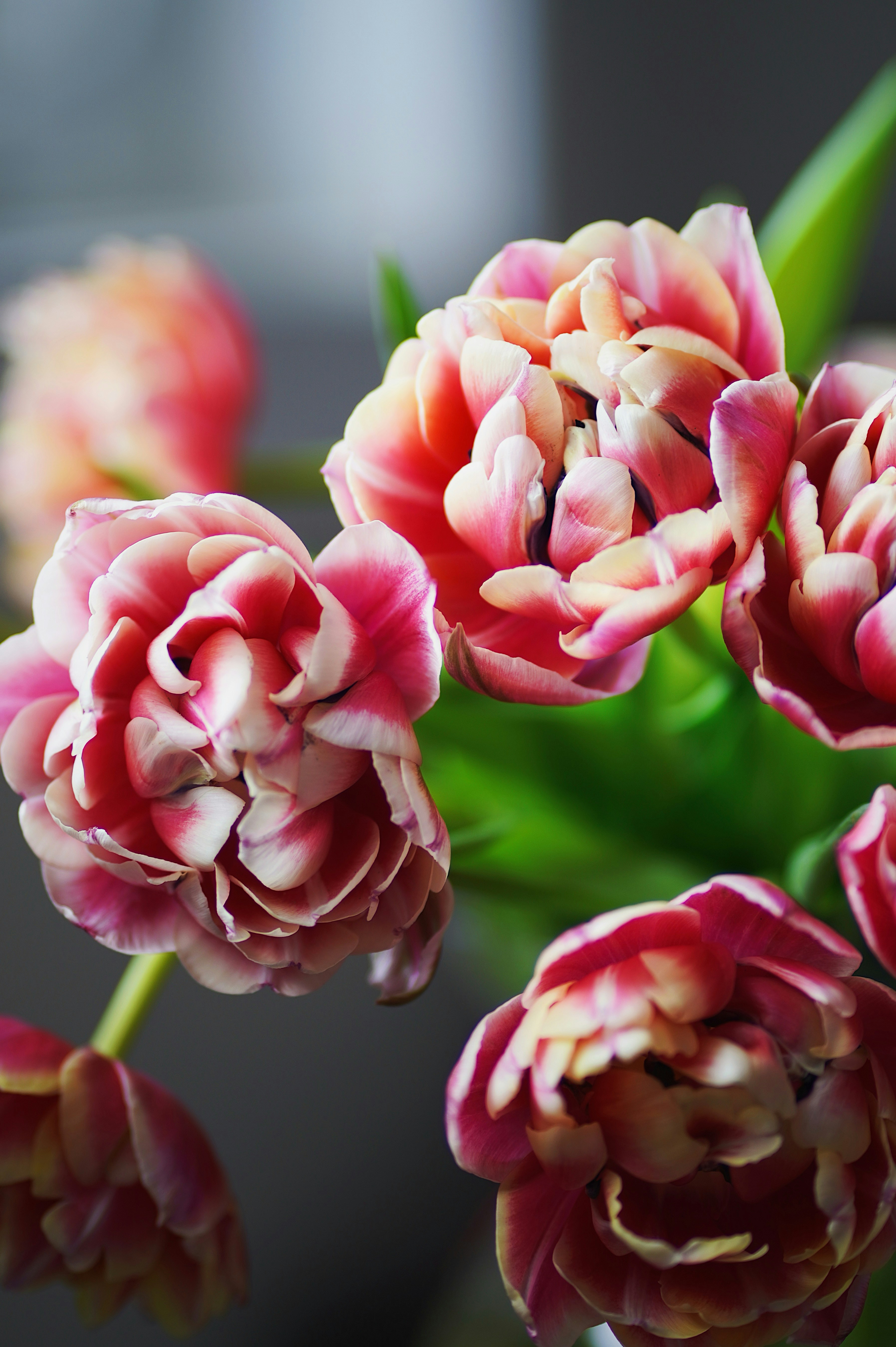 Petal Confluence: A Cluster of Pink-White Tulips in Soft Backlight