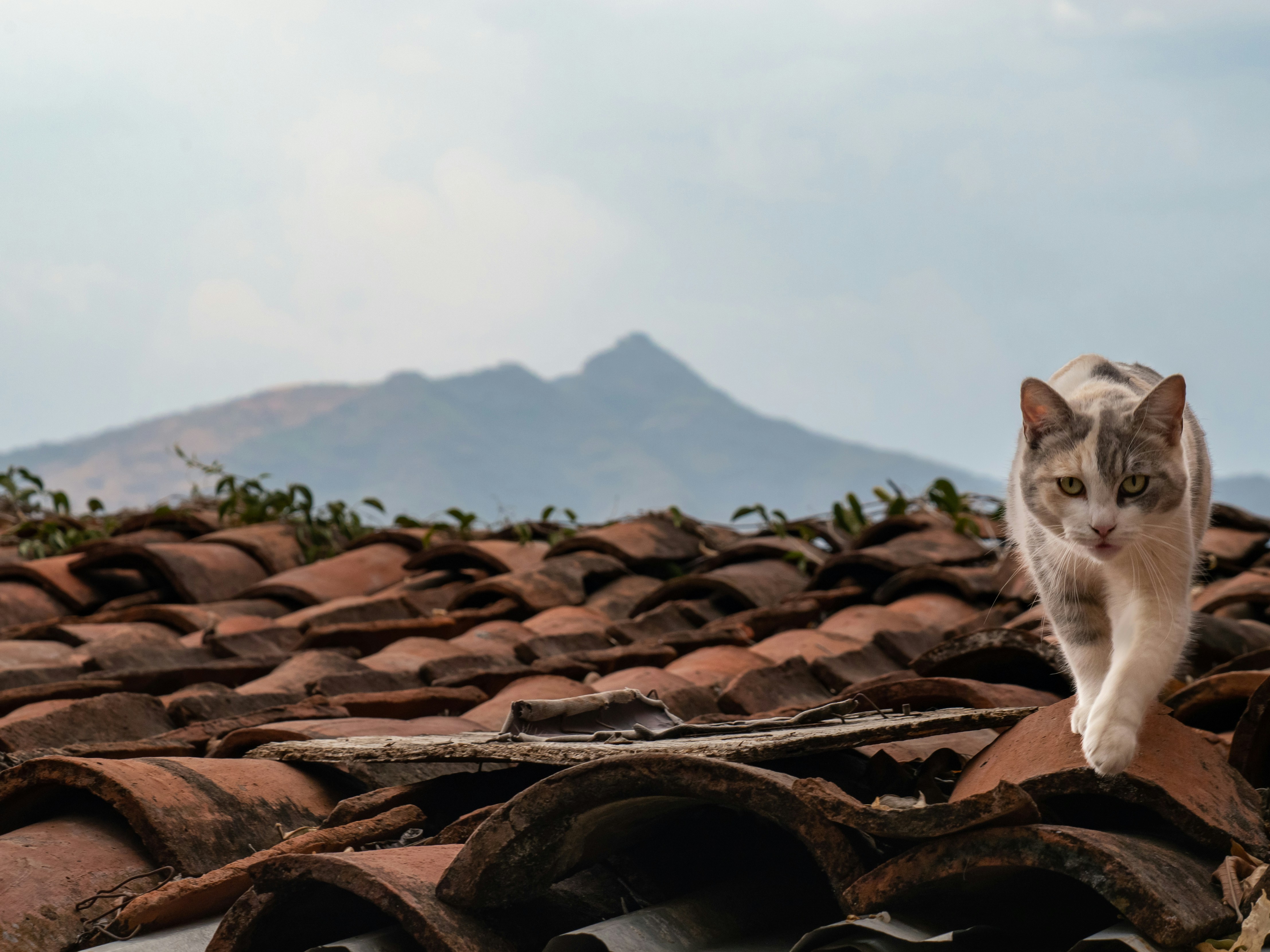 Roof-Top Scout: A Curious Cat Leads the Rooftop Horizon