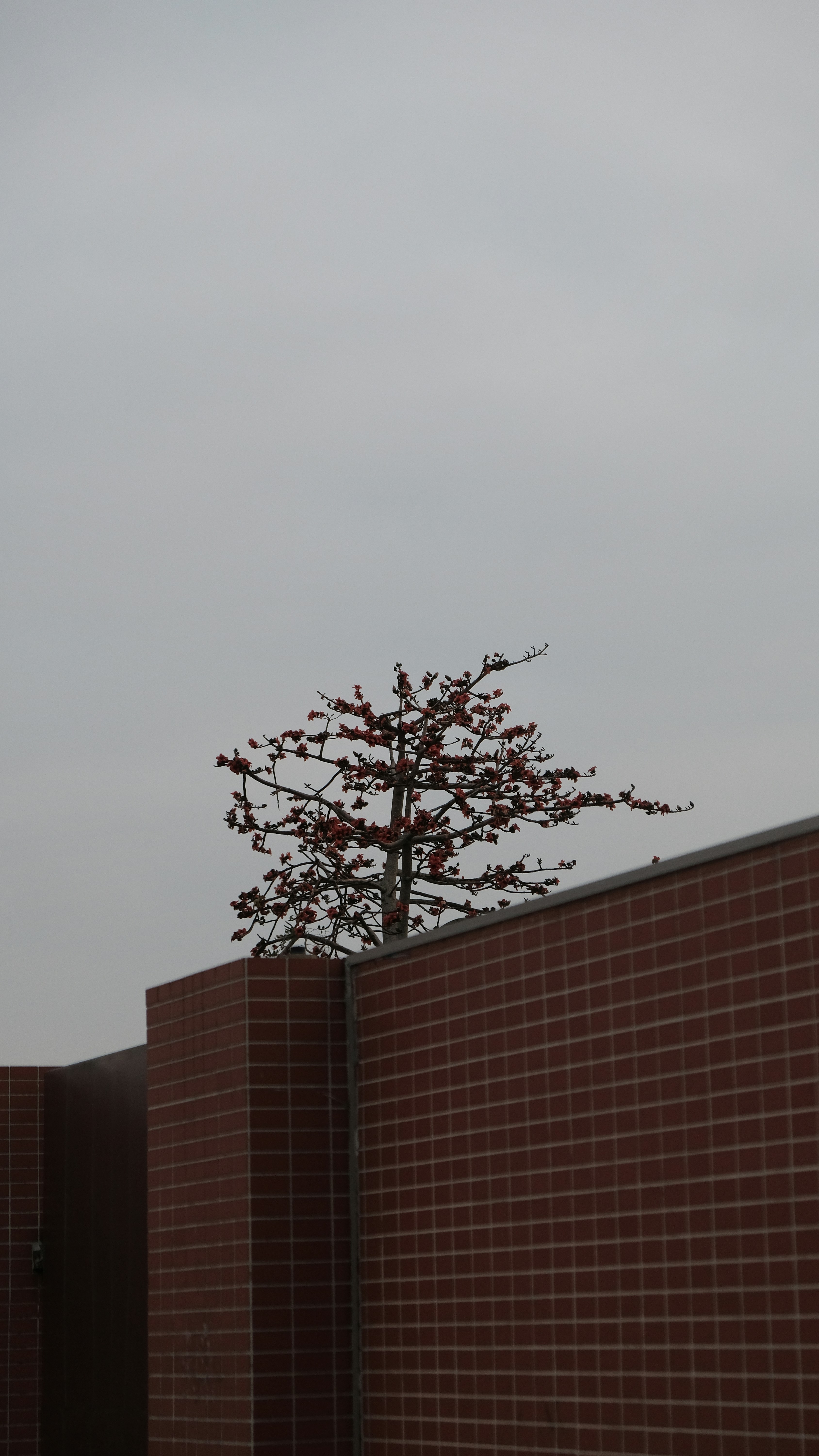 Tree on a Brick Wall: A Lonely Branch Reaches Toward a Grey Sky