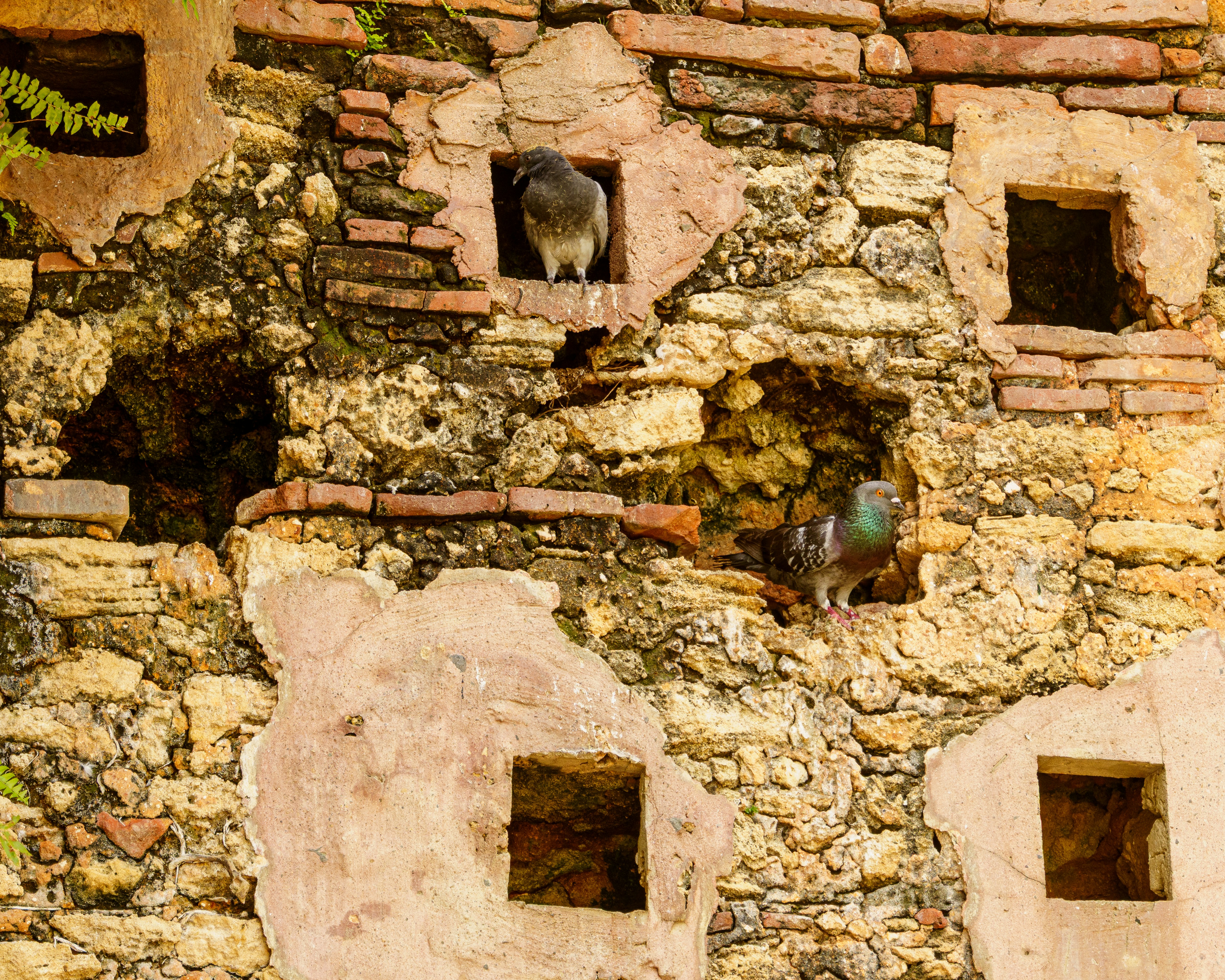 Two Pigeons in a Weathered Brick Facade