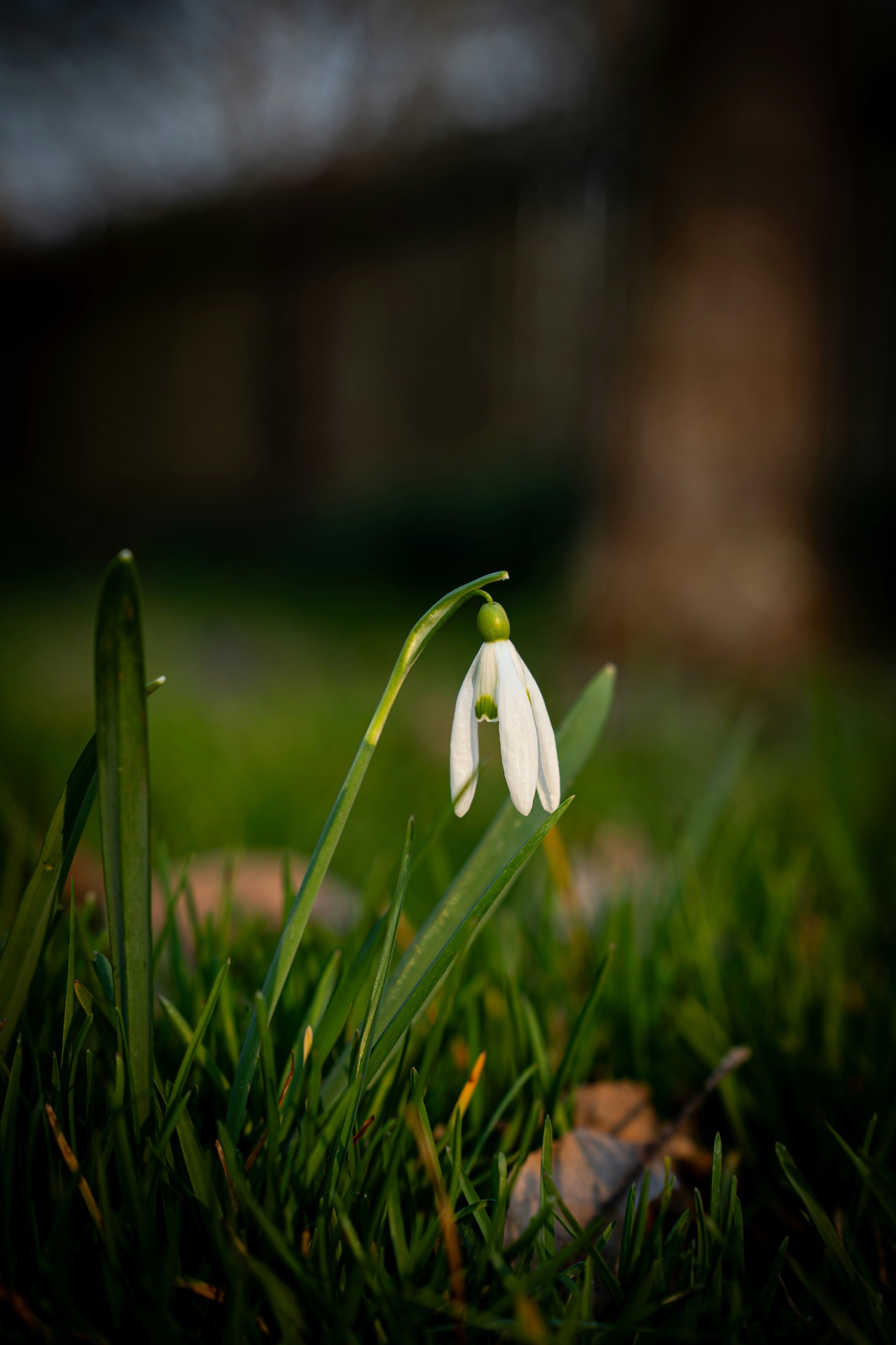 Drooping Snowdrop: A Fragile Bloom Amid Blurred Backdrop