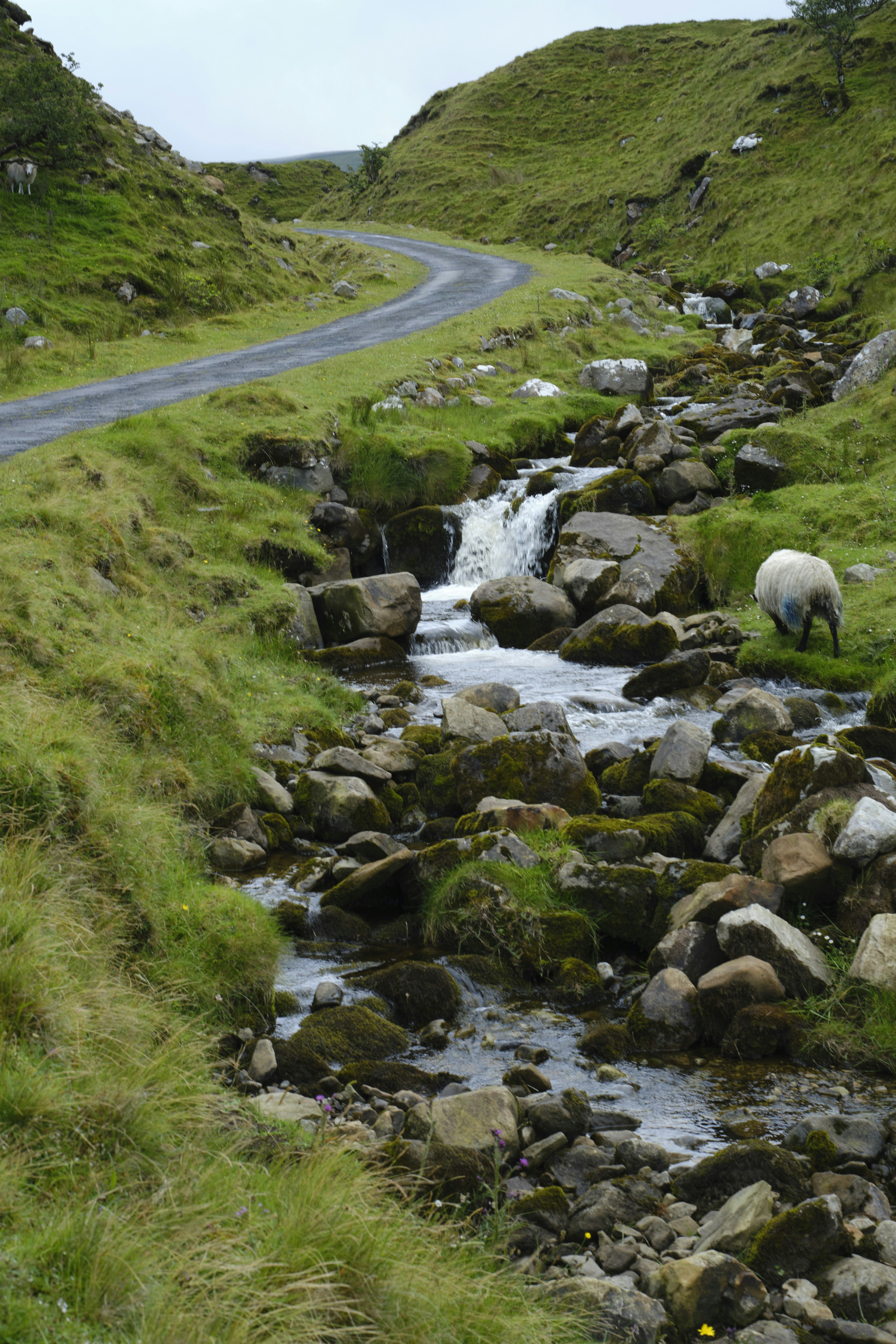 Cottage Creek Crossing: A Sheep-Guarded Stream by a Winding Road