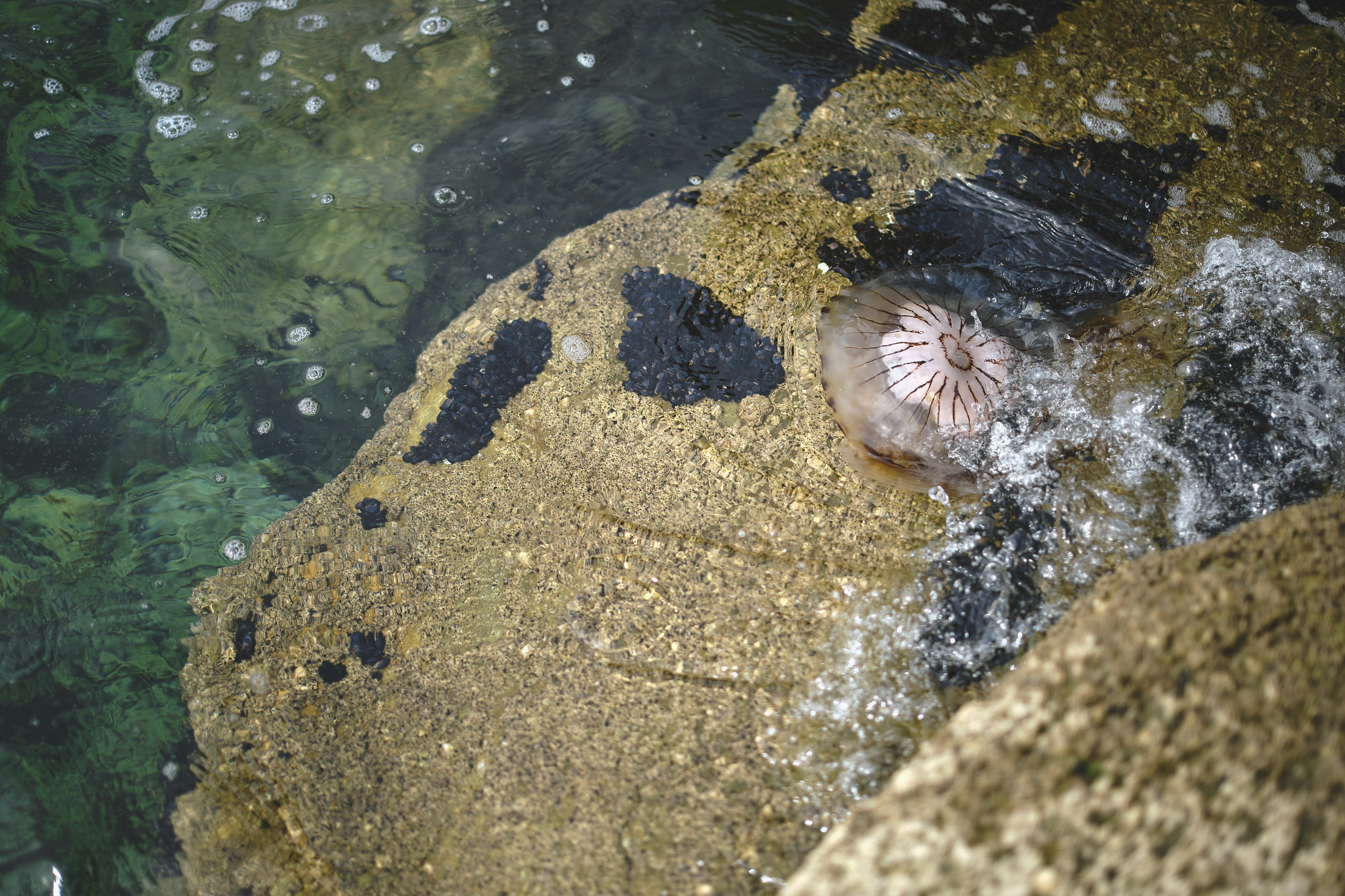 Marine Lode: A Pinkish Sea Urchin on Weathered Reef Edge