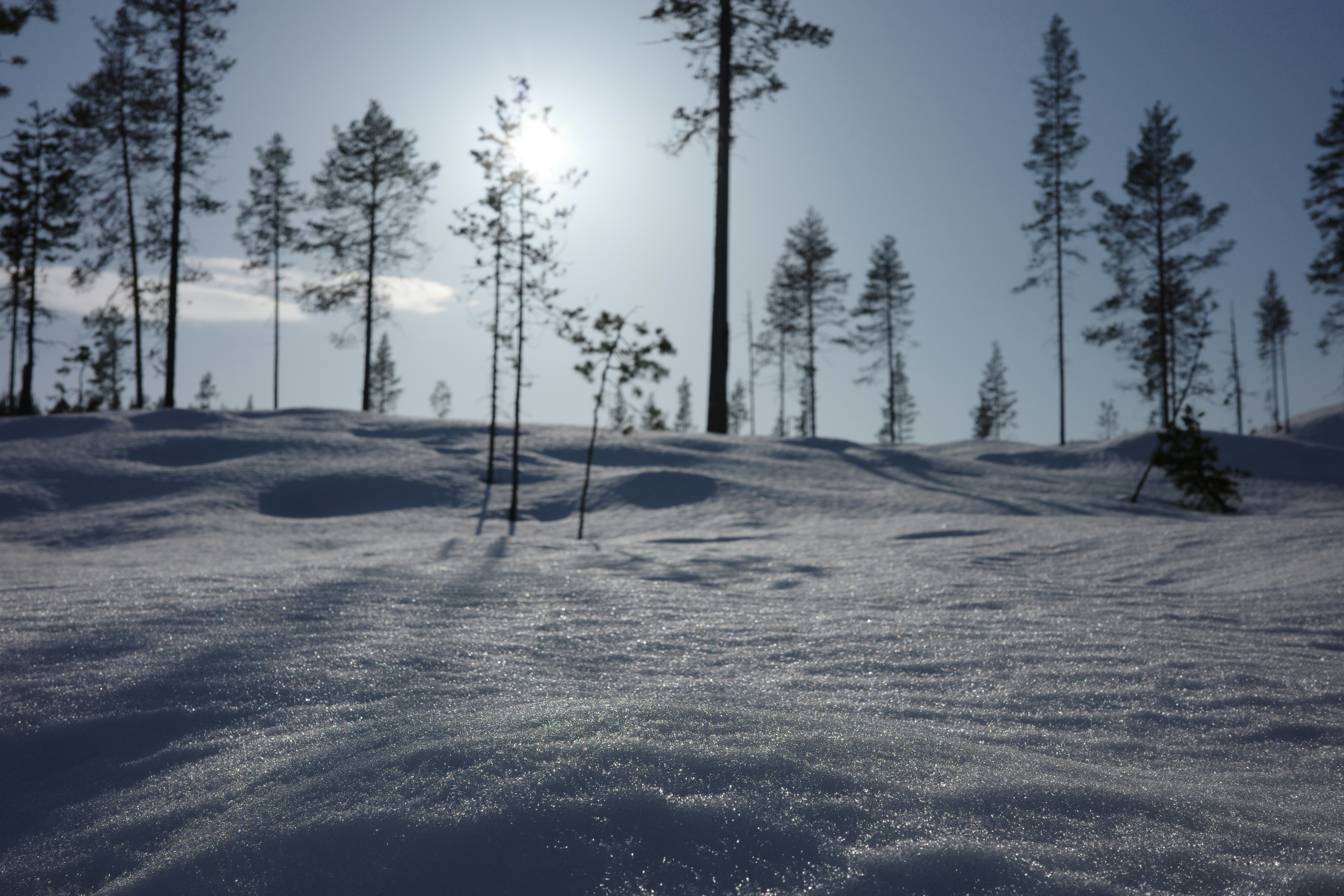 Sunlit Snowfield with Sparse Pines