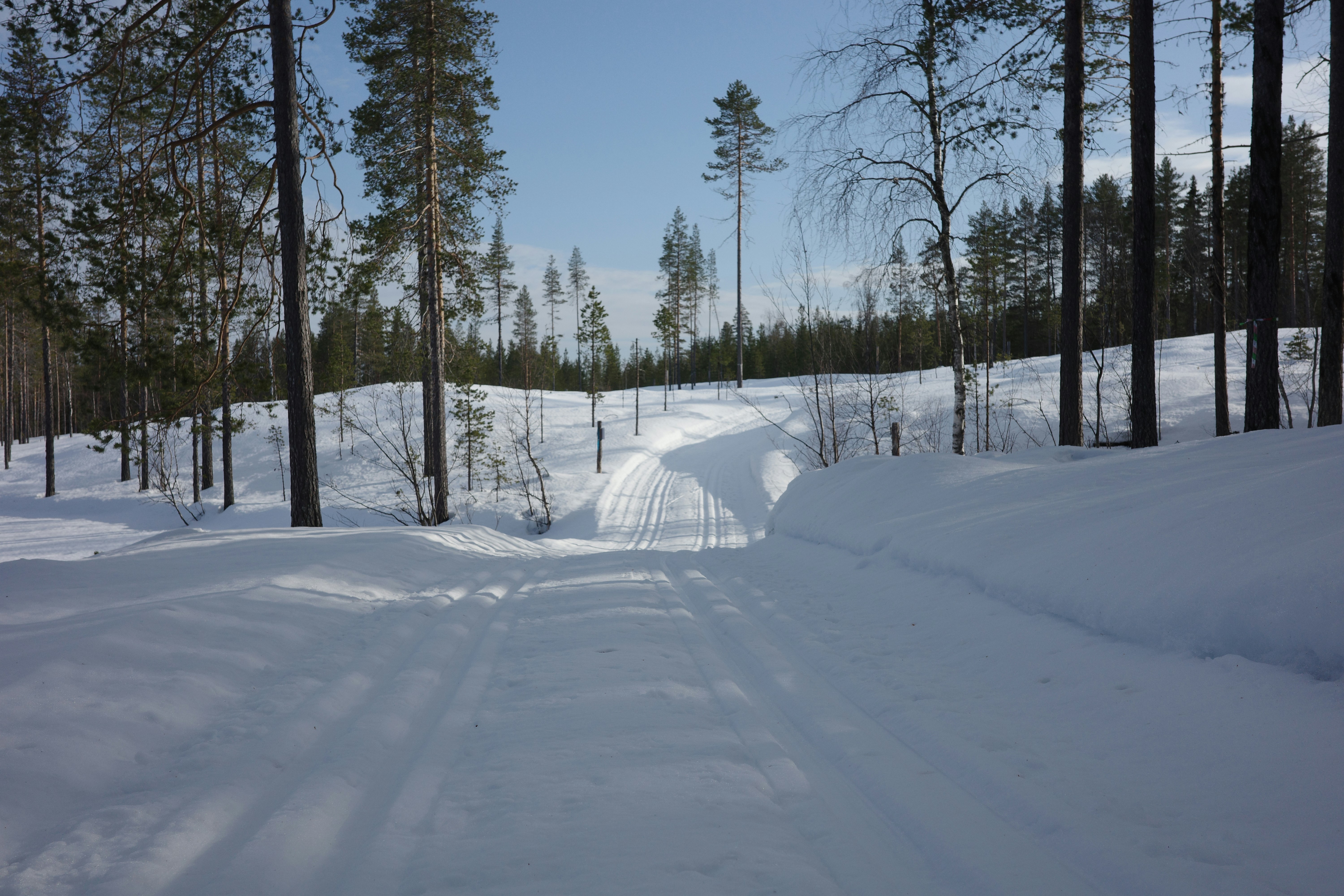 Snowy Forest Path: Parallel Tracks Beneath a Clear Winter Sky