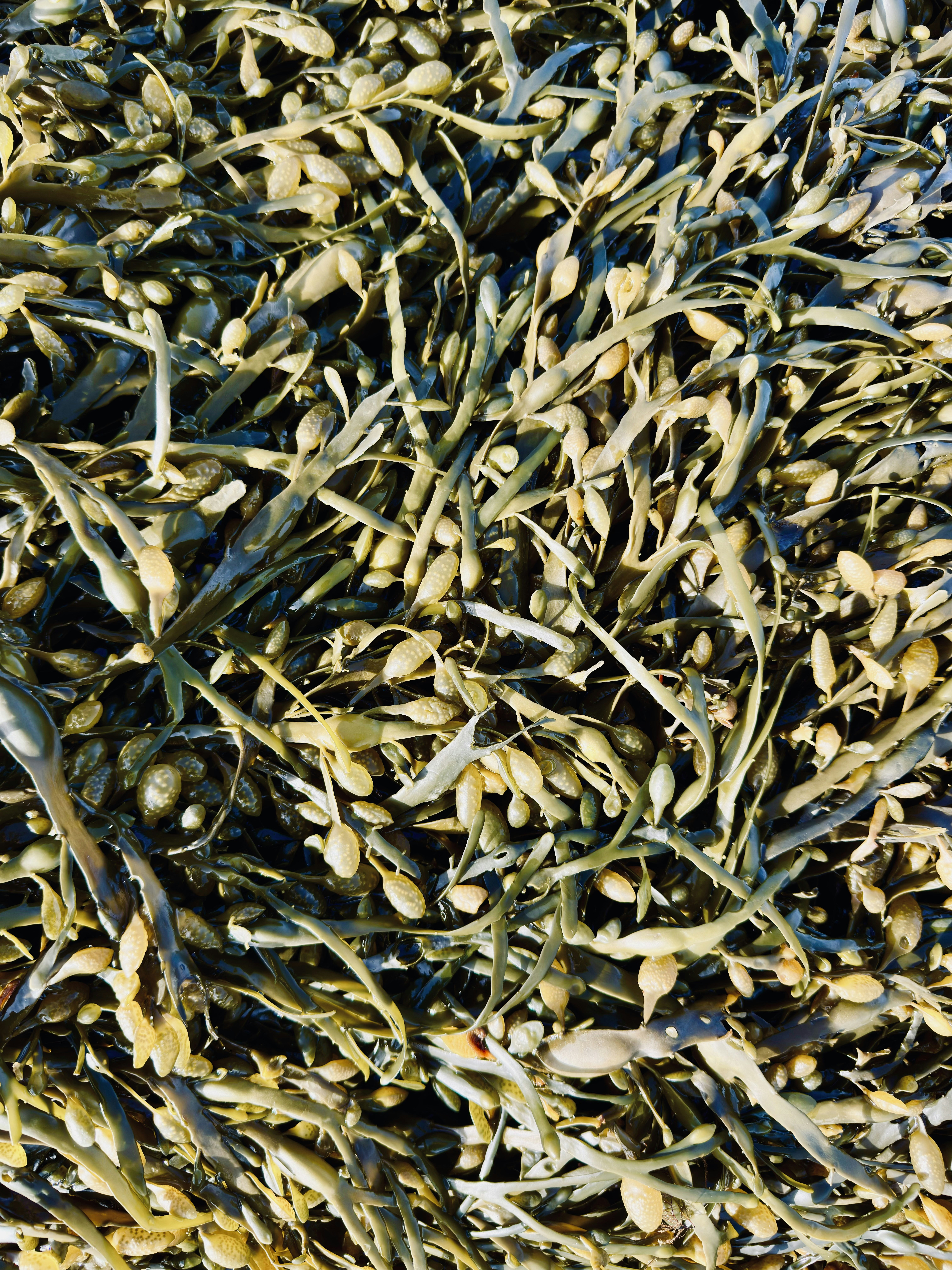 Close-up of tangled seaweed with small pods.