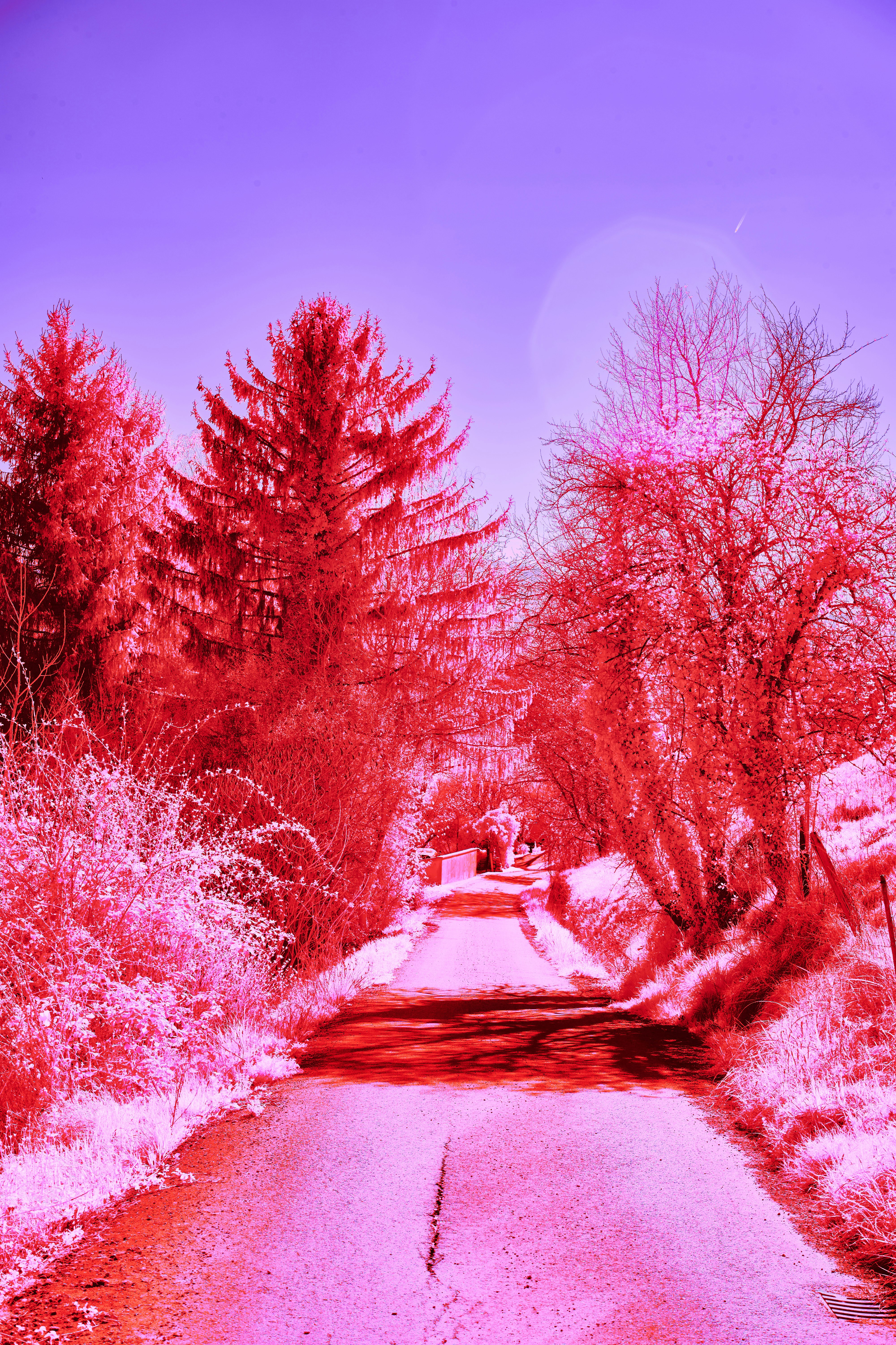 Crimson Lane: A Saturated Winter Road Through Red-tinted Trees