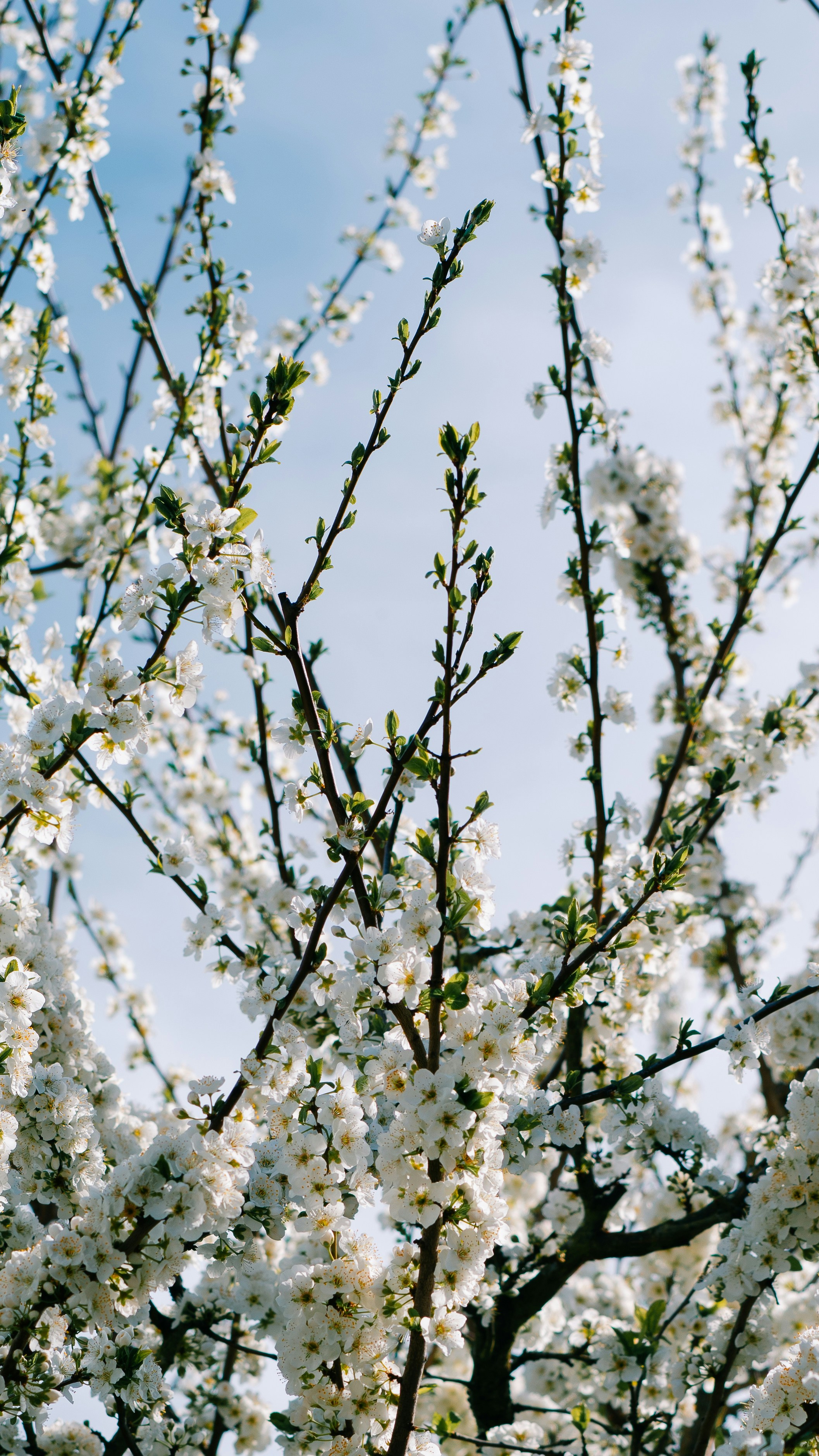 White blossoms on tree branches against a blue sky.