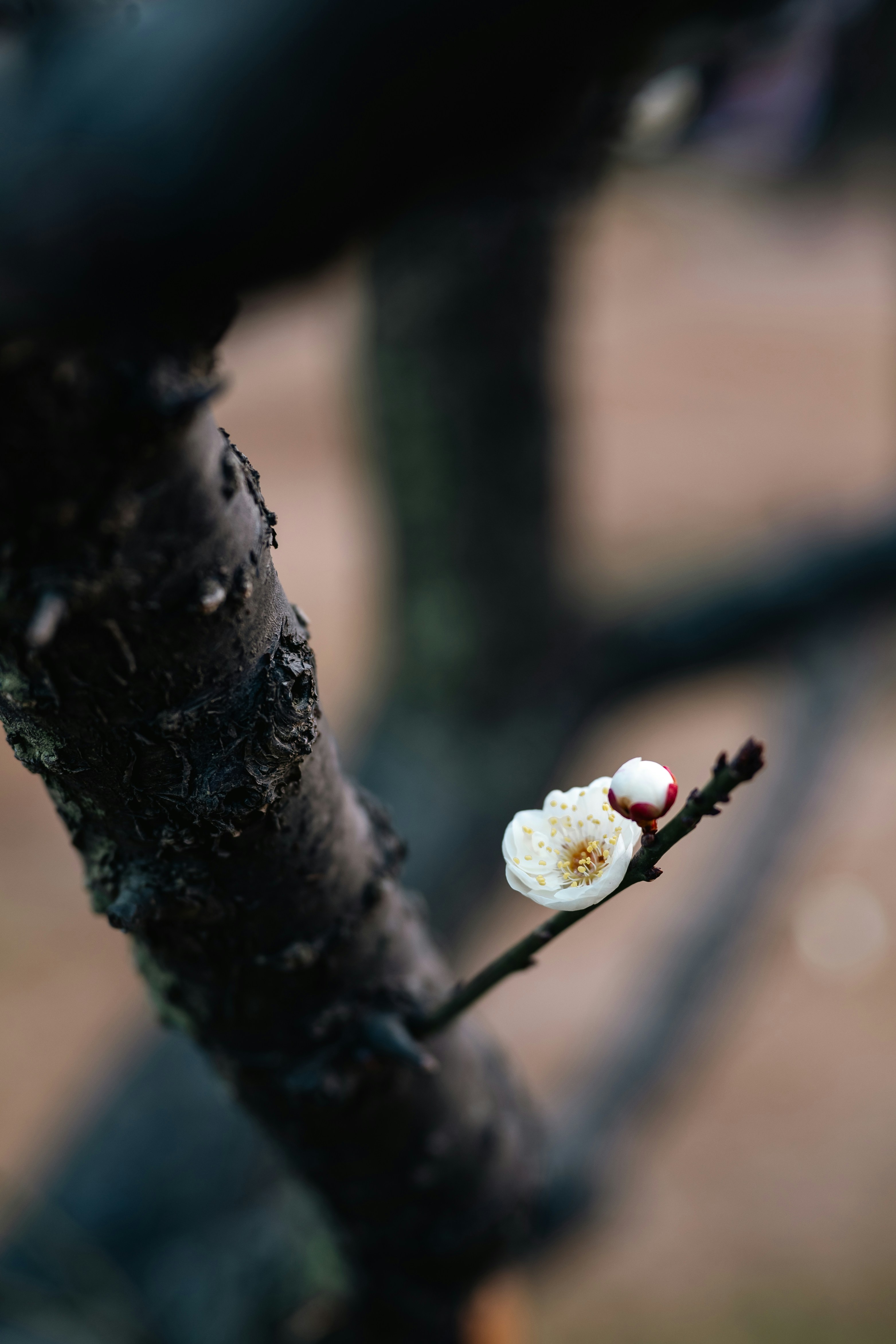 Snow Blossom on a Gnarled Branch: A Moment of Quiet in the Orchard