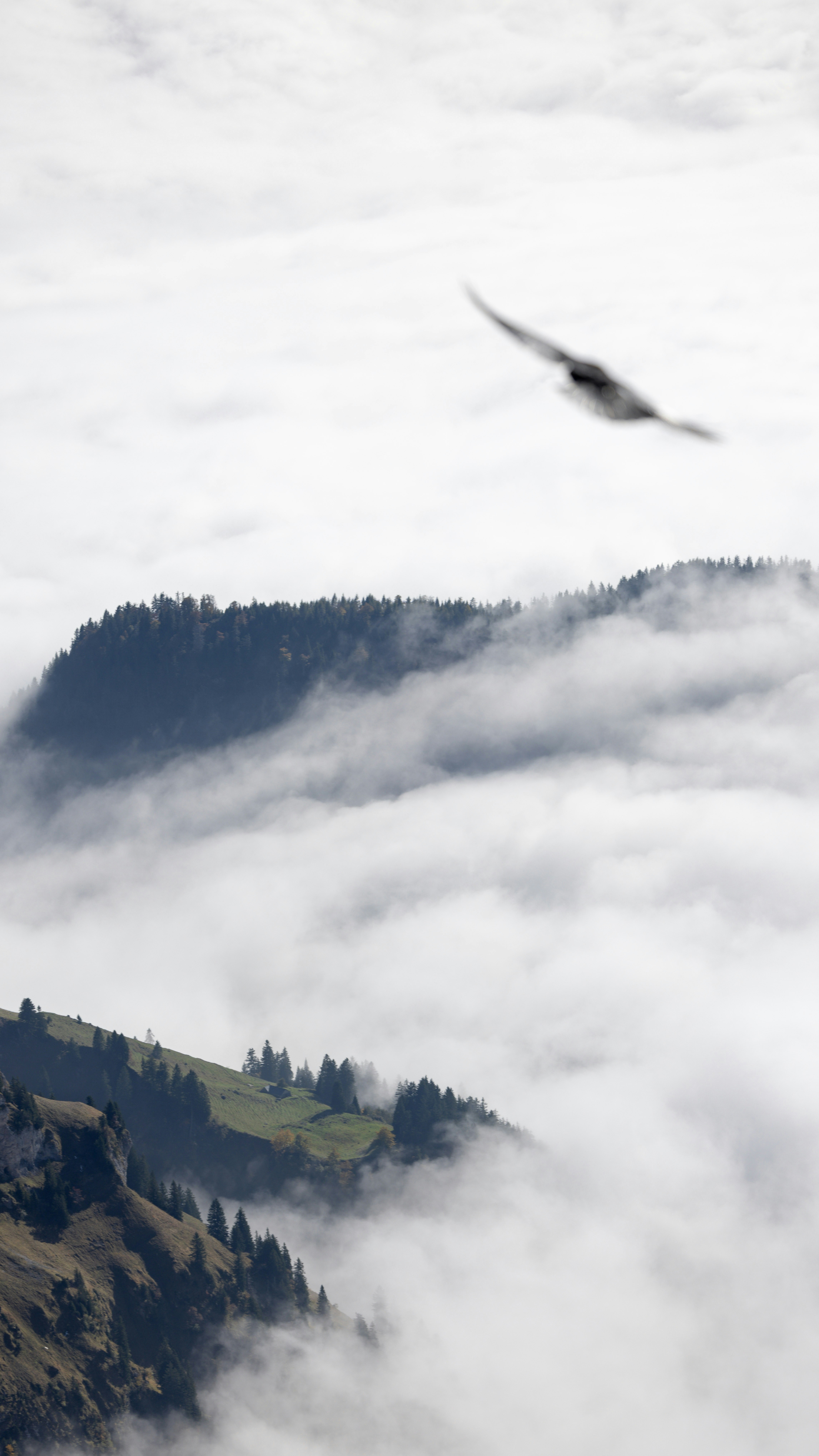 Misty Ridge: A Seabed of Clouds and a Soaring Moment
