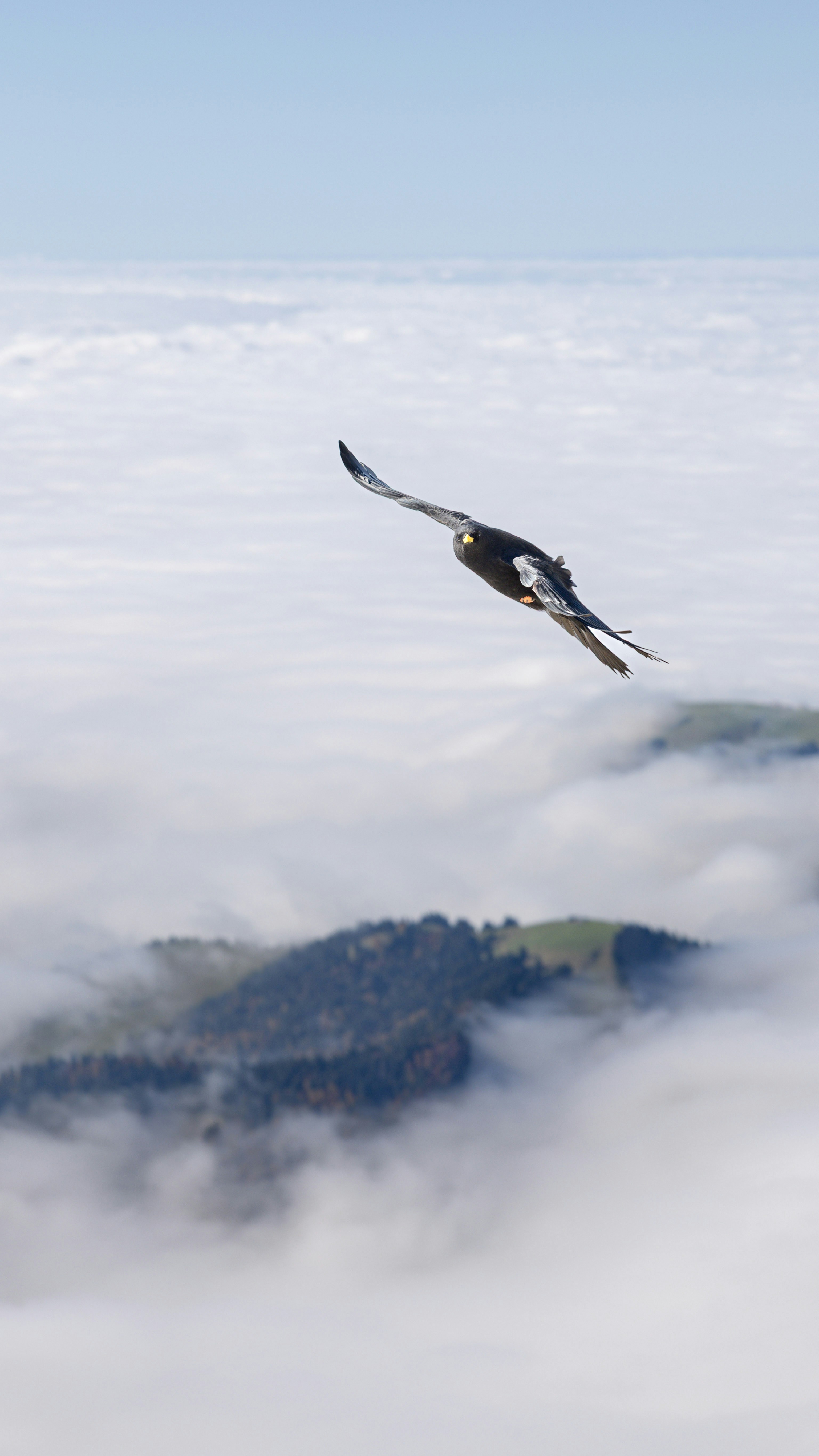 Ridge of Clouds: A Peregrine Over Misty Peaks