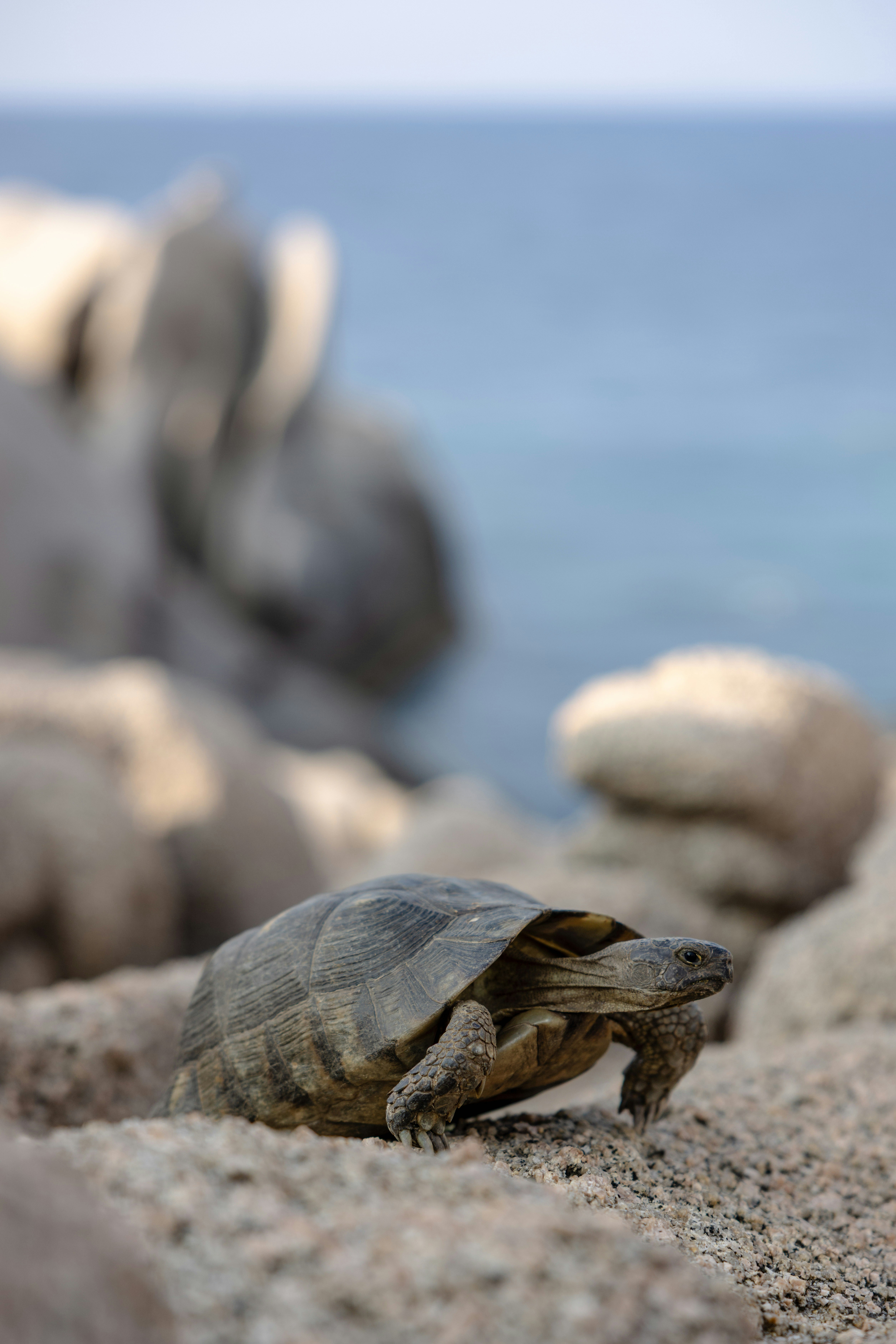 A tortoise walks on a rocky shore near the ocean.