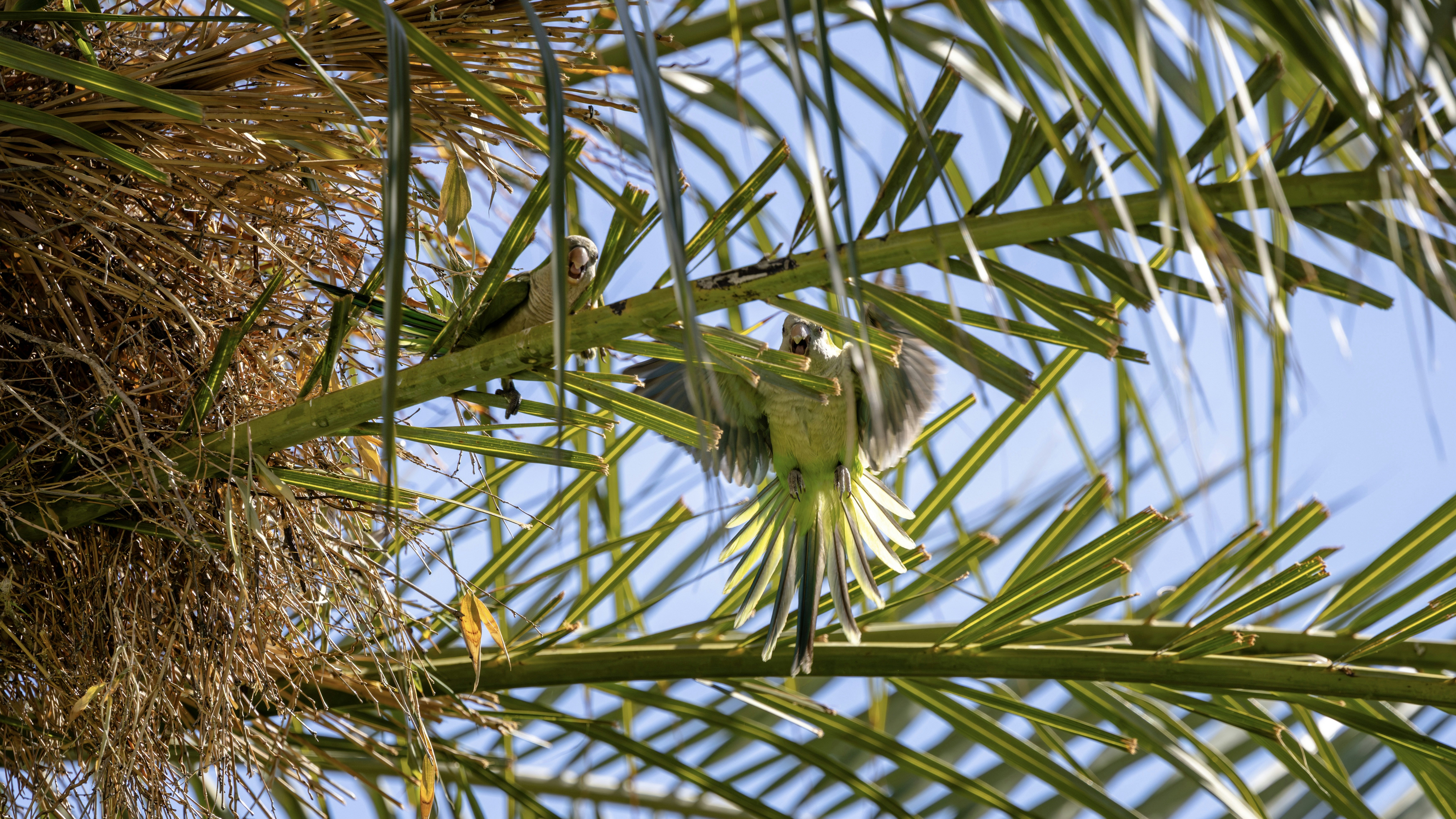 Sunlit Palm Fronds and Nesting Weave