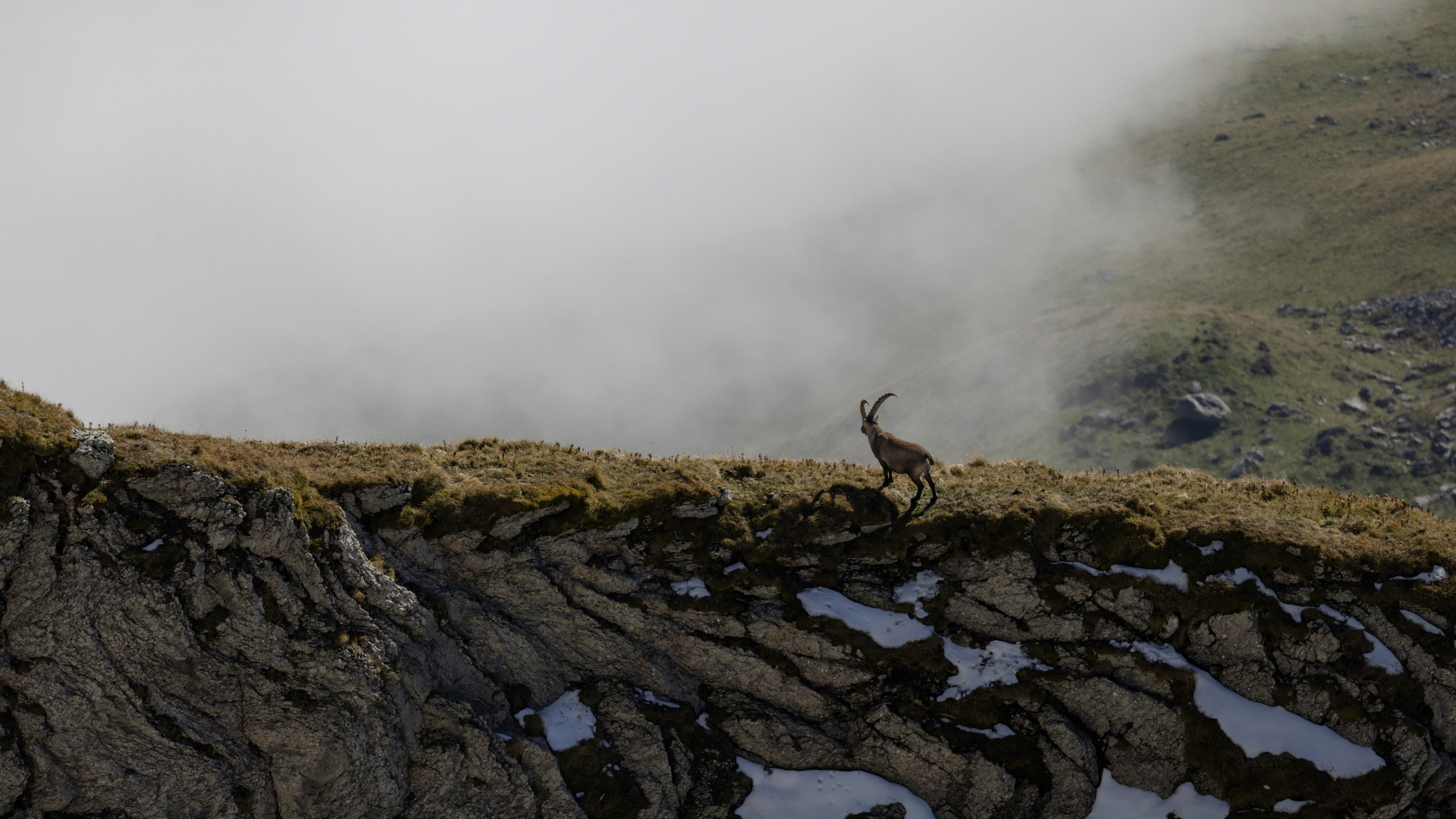 Grouse on the Morning Ridge