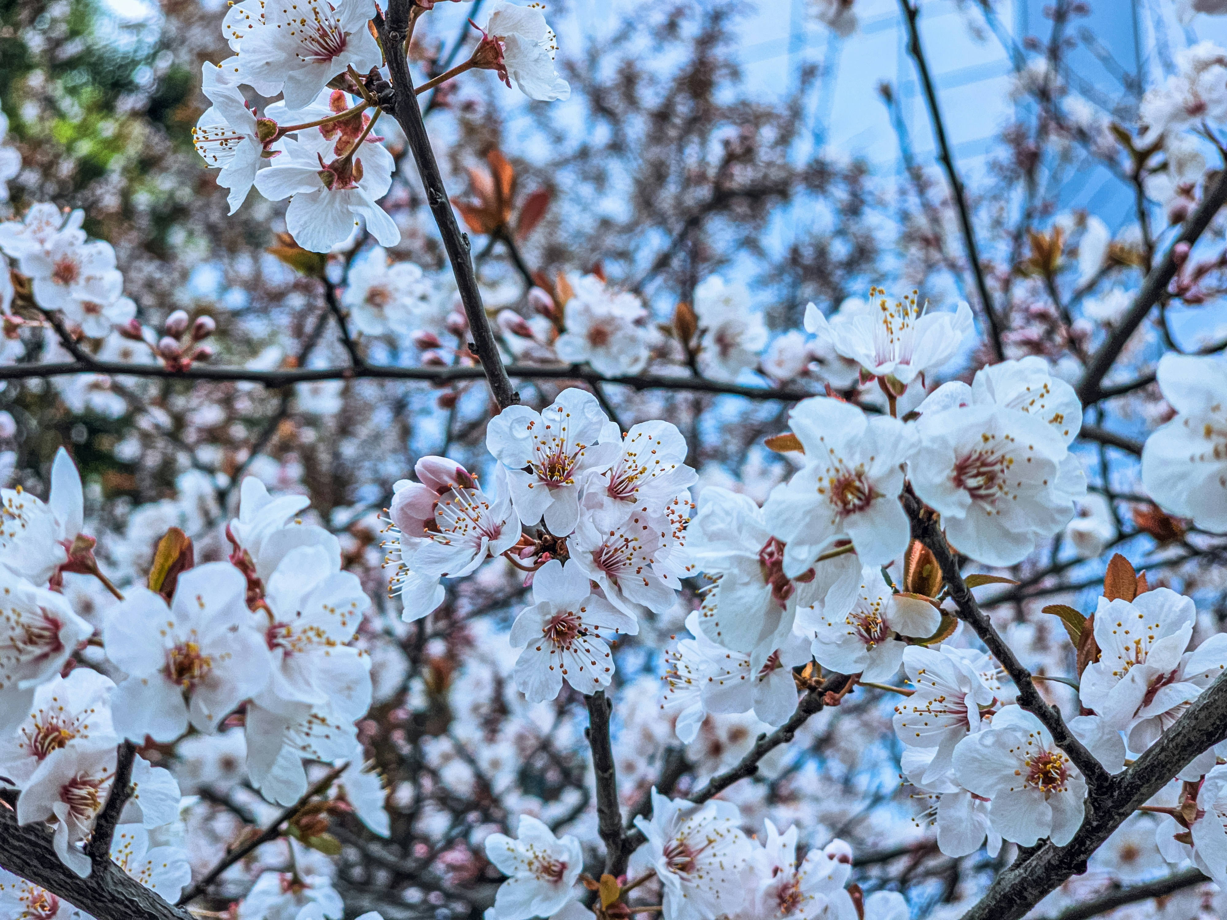 Blossoms in Focus: A Spring Mosaic Across Branches