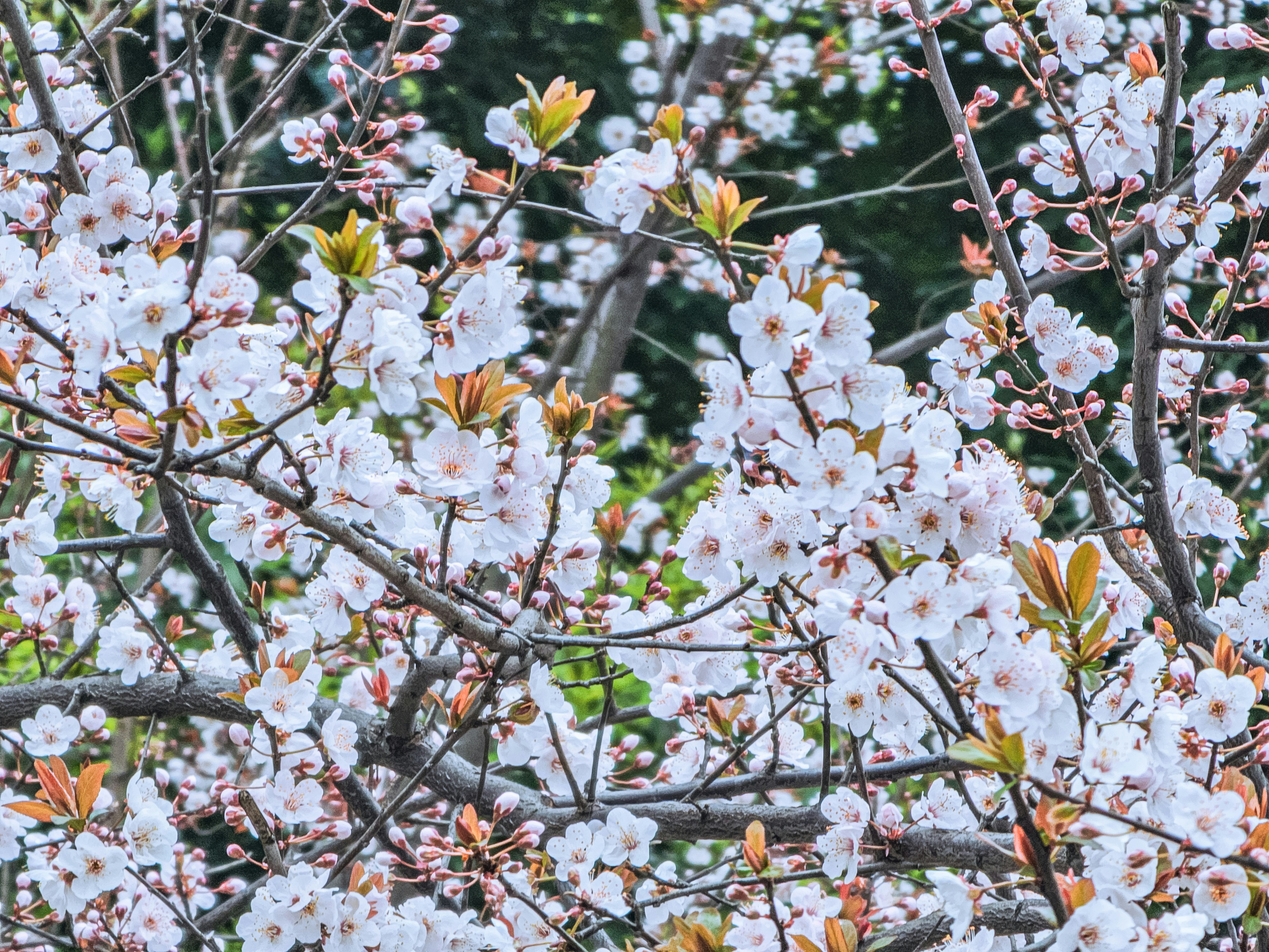 Blossoms in Soft Focus: A Spring Mosaic of White Pink on Twisted Branches