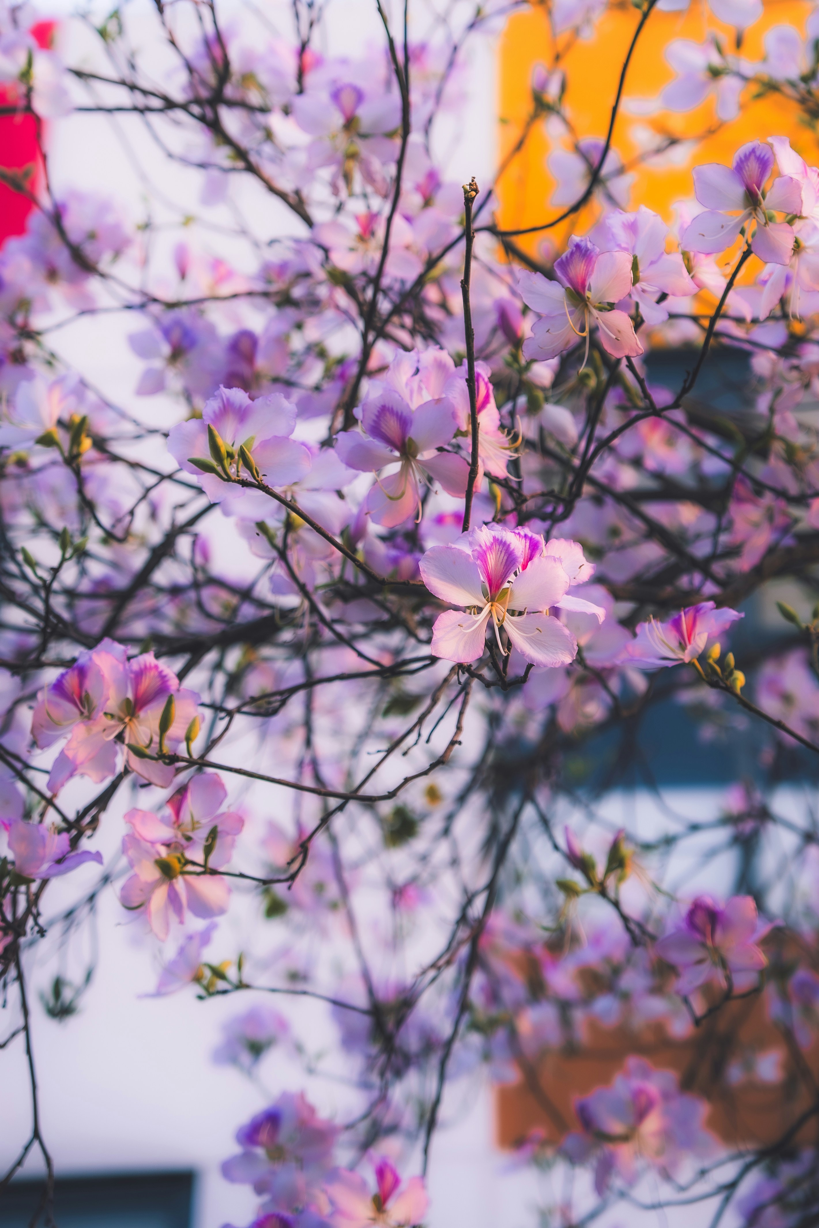 Pink spring Bauhinia variegata flower tree