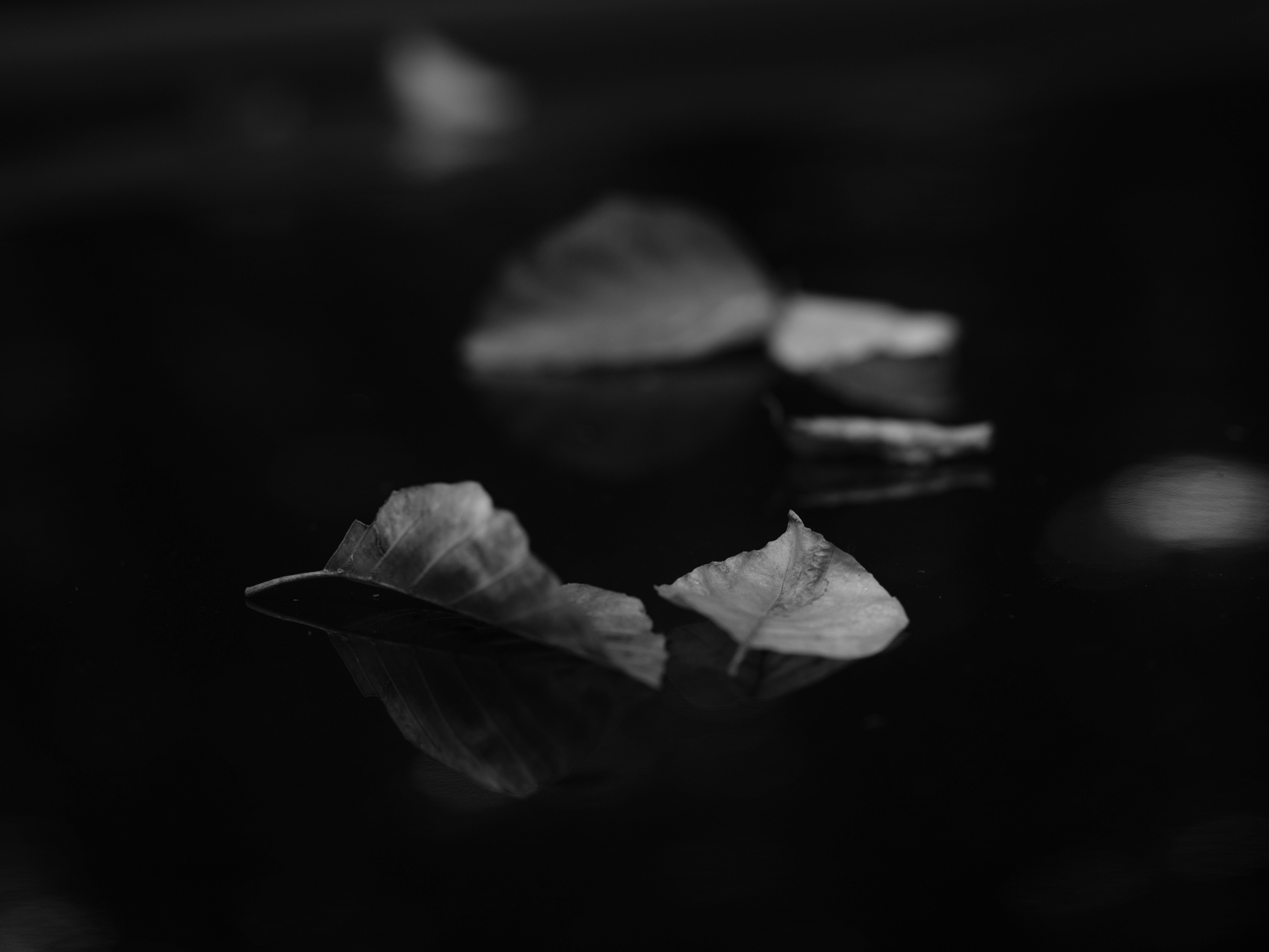 Dim Reflection: Leaf Fragments Rest on Quiet Water