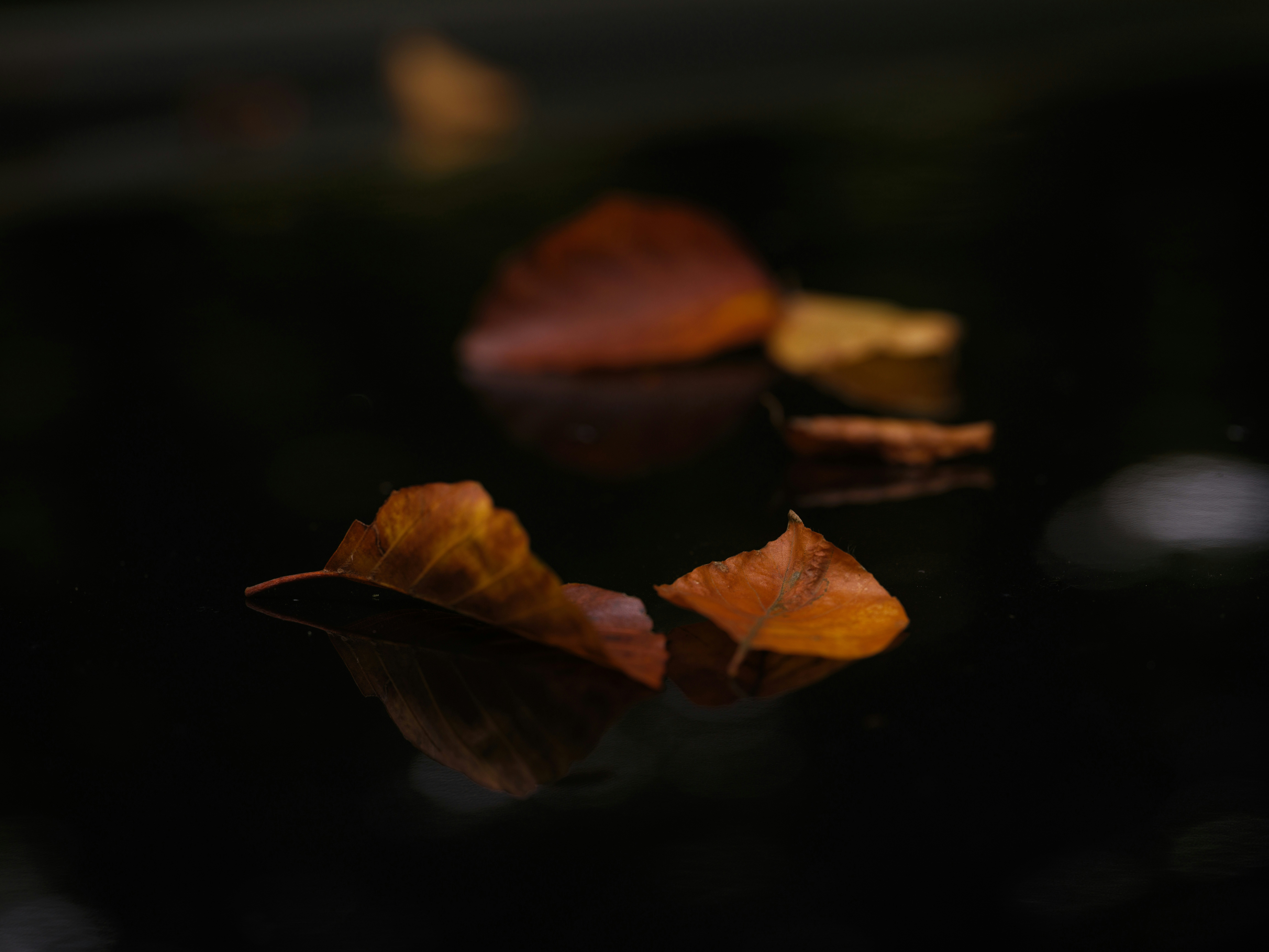 Floating Autumn: Dim Light, Quiet Reflections