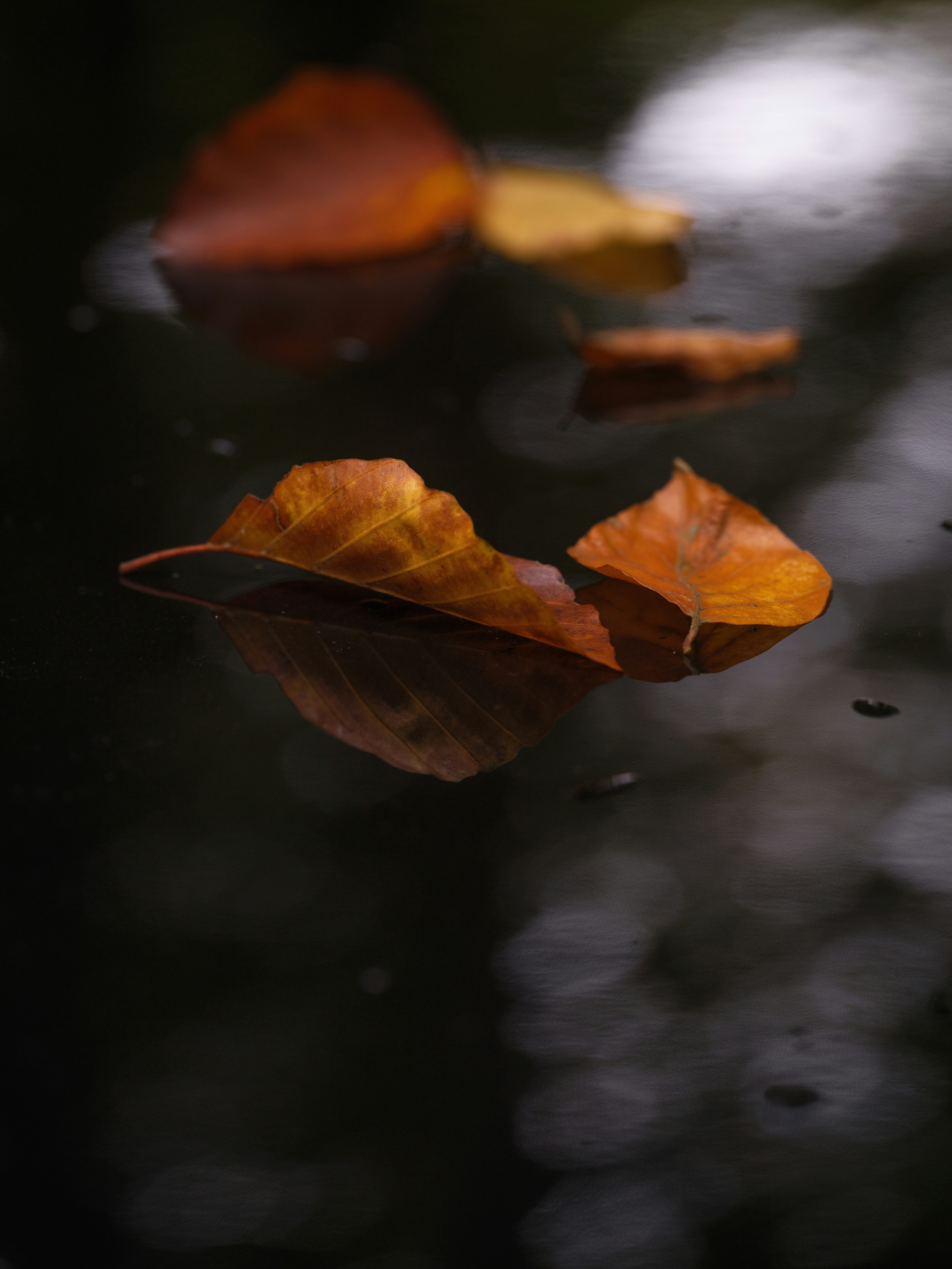 Autumn Leaf on Quiet Water: a Glowing Echo