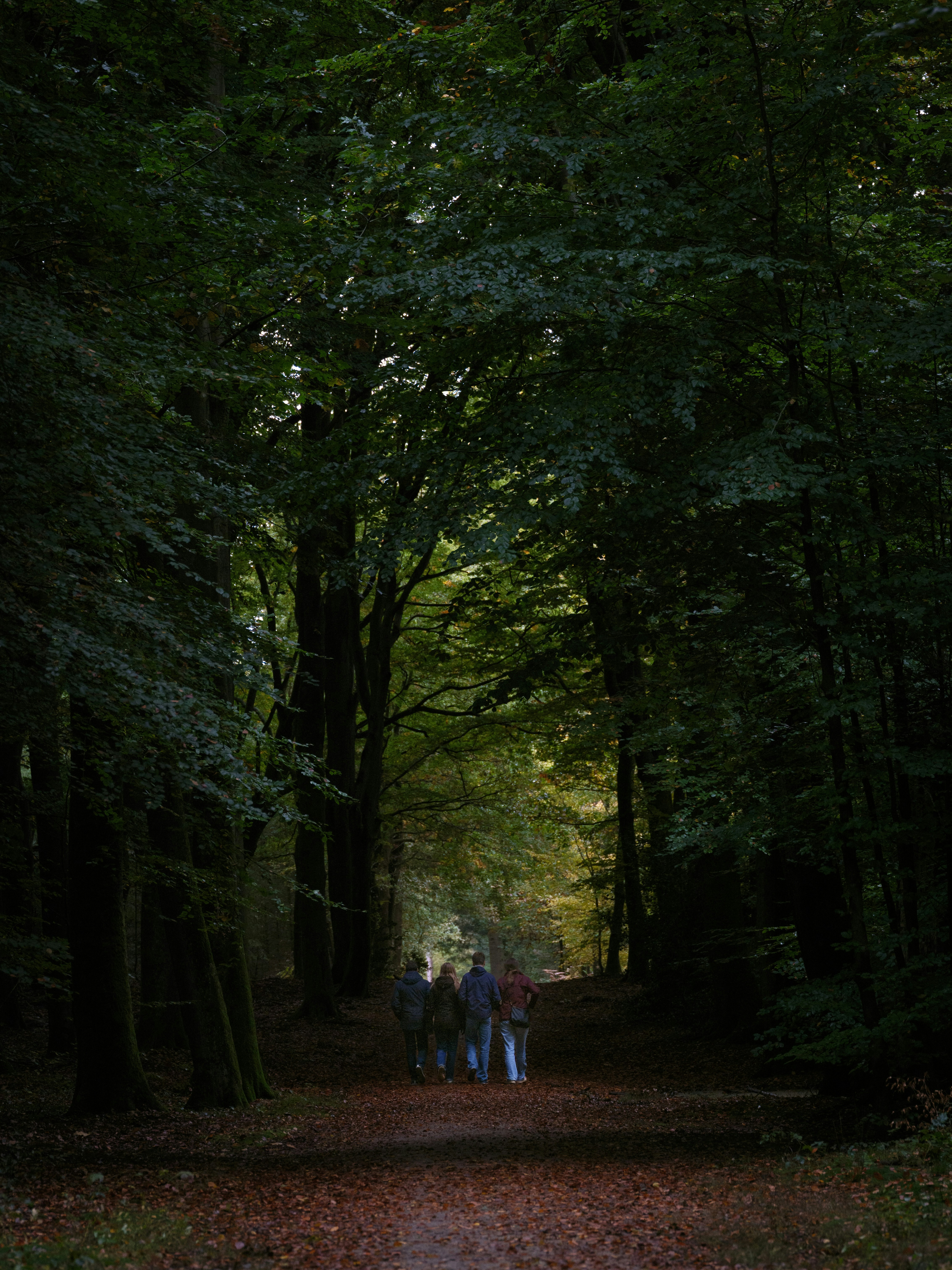 Forest Assembly: A Sunset Stroll Through the Tall Trunk Avenue