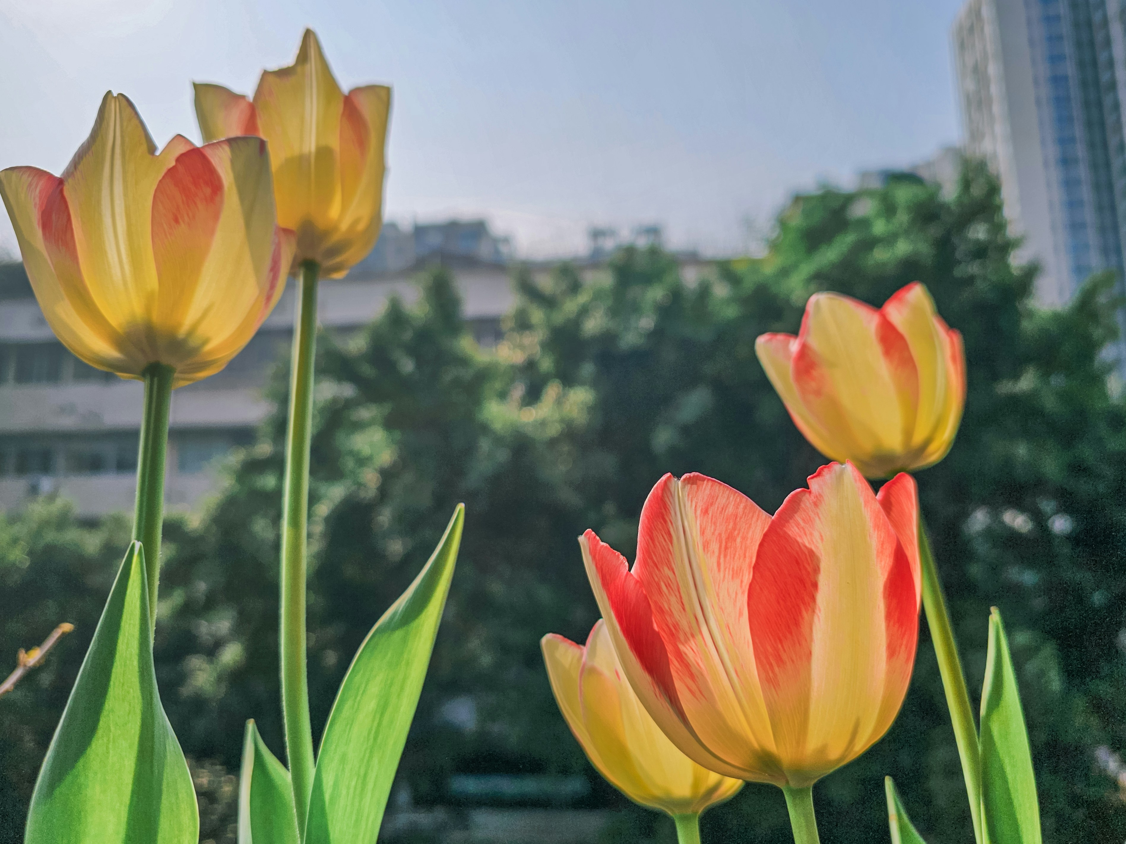 Yellow and red tulips blooming in the sun