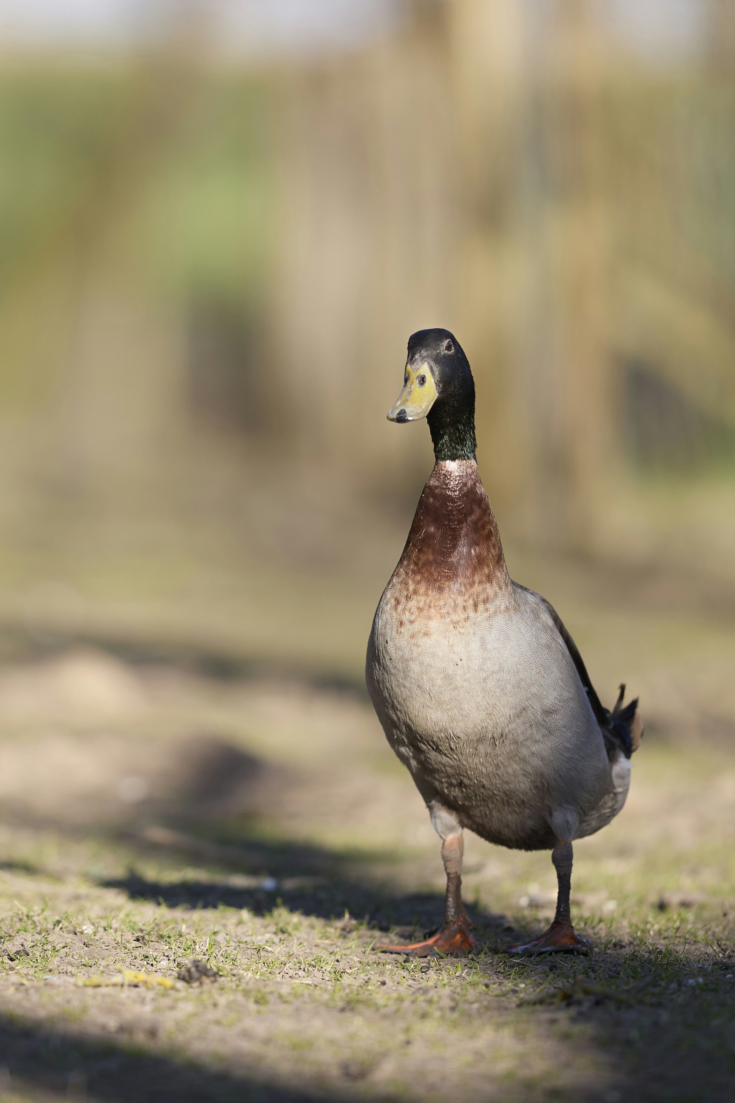 Portrait of a Mandarin-Headed Mallard in Soft Evening Light