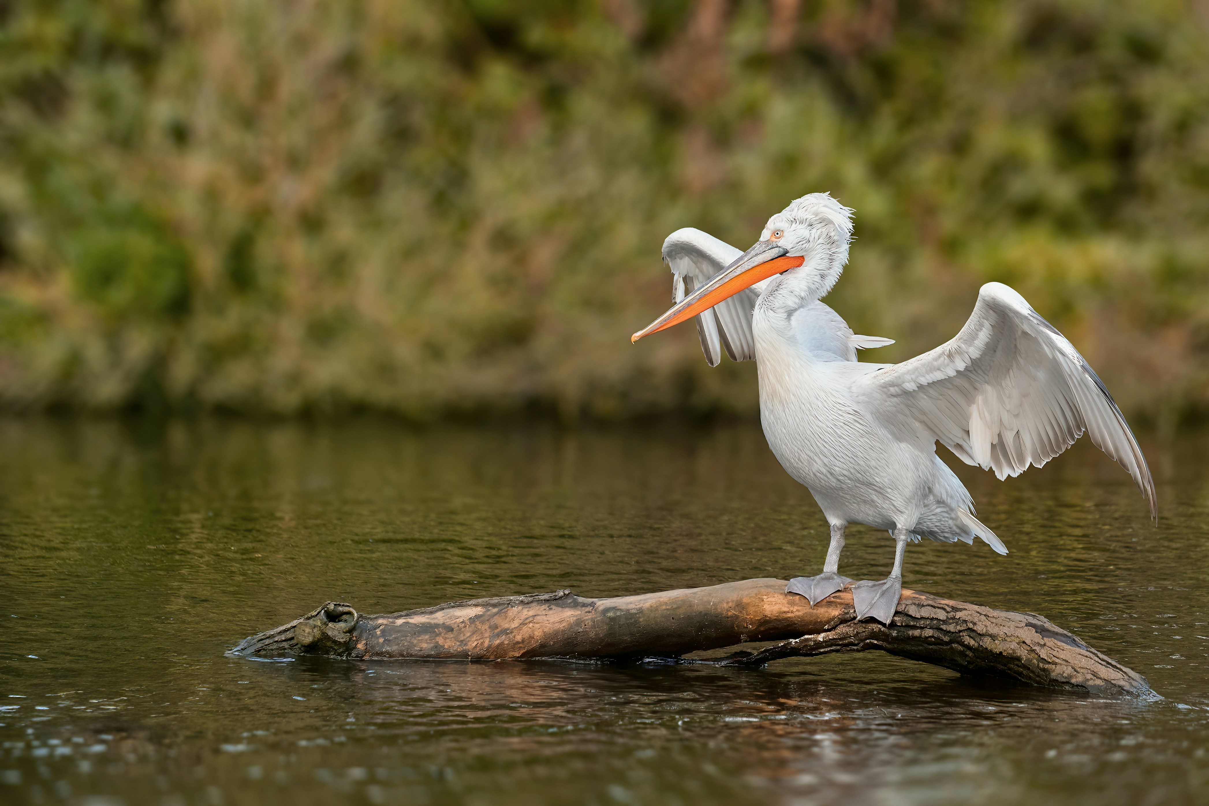 Graceful Pelican on a Log: Wings Spread at the River