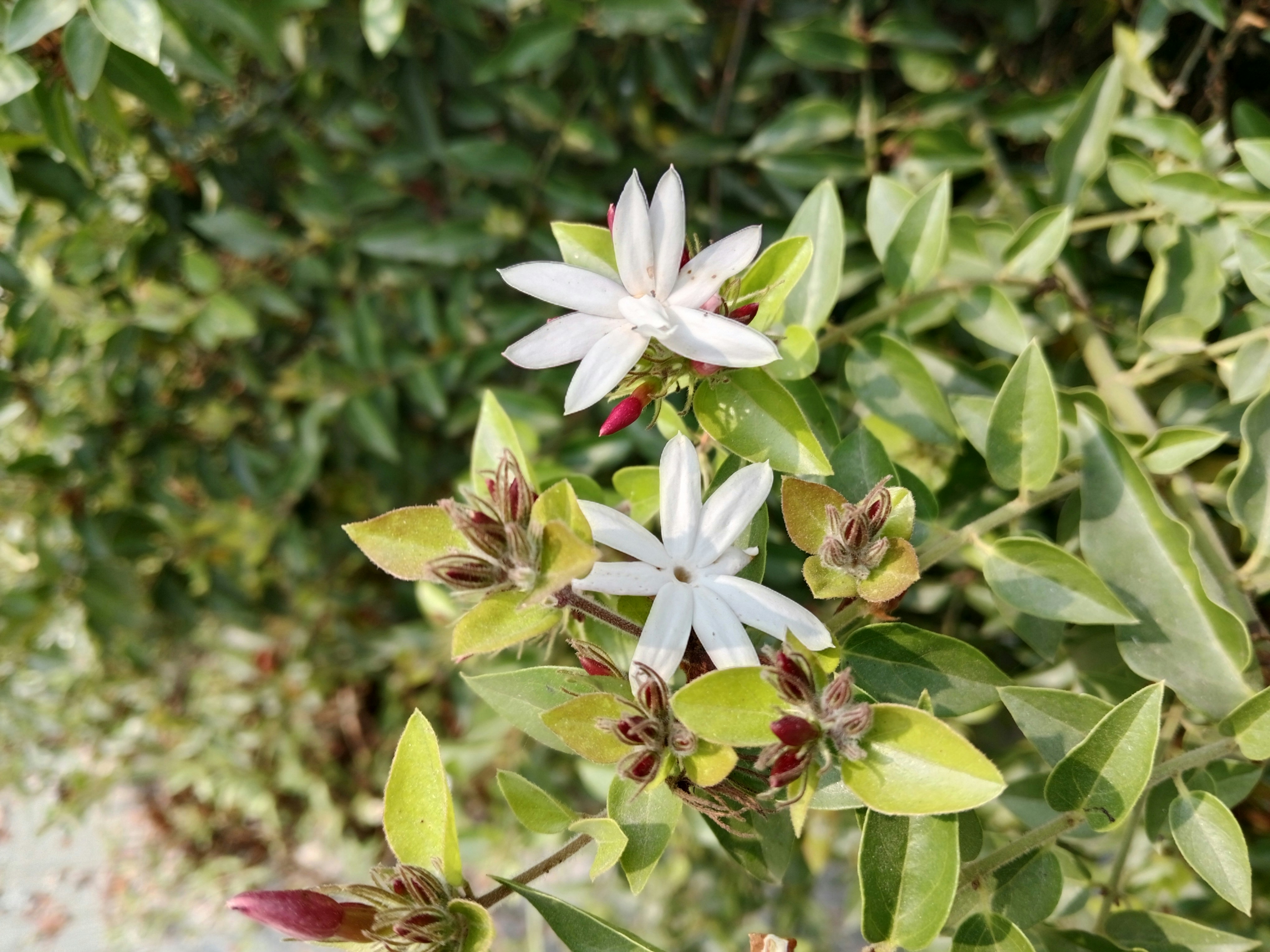 Whispers of White in a Verdurous Hedge