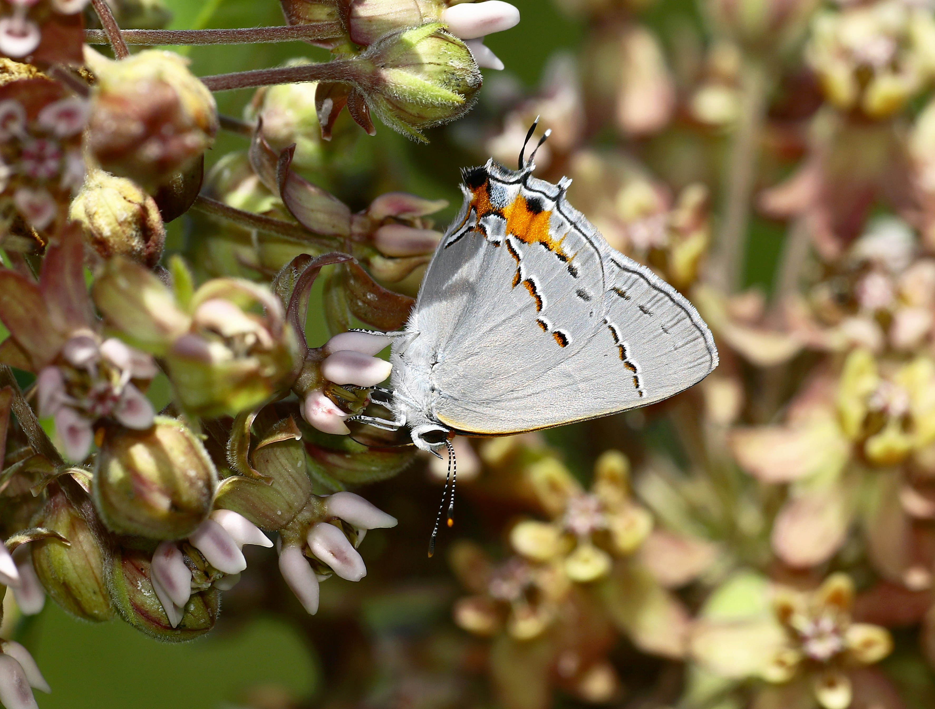 Orange-Highlighted Winged Moment on a Blooming Branch