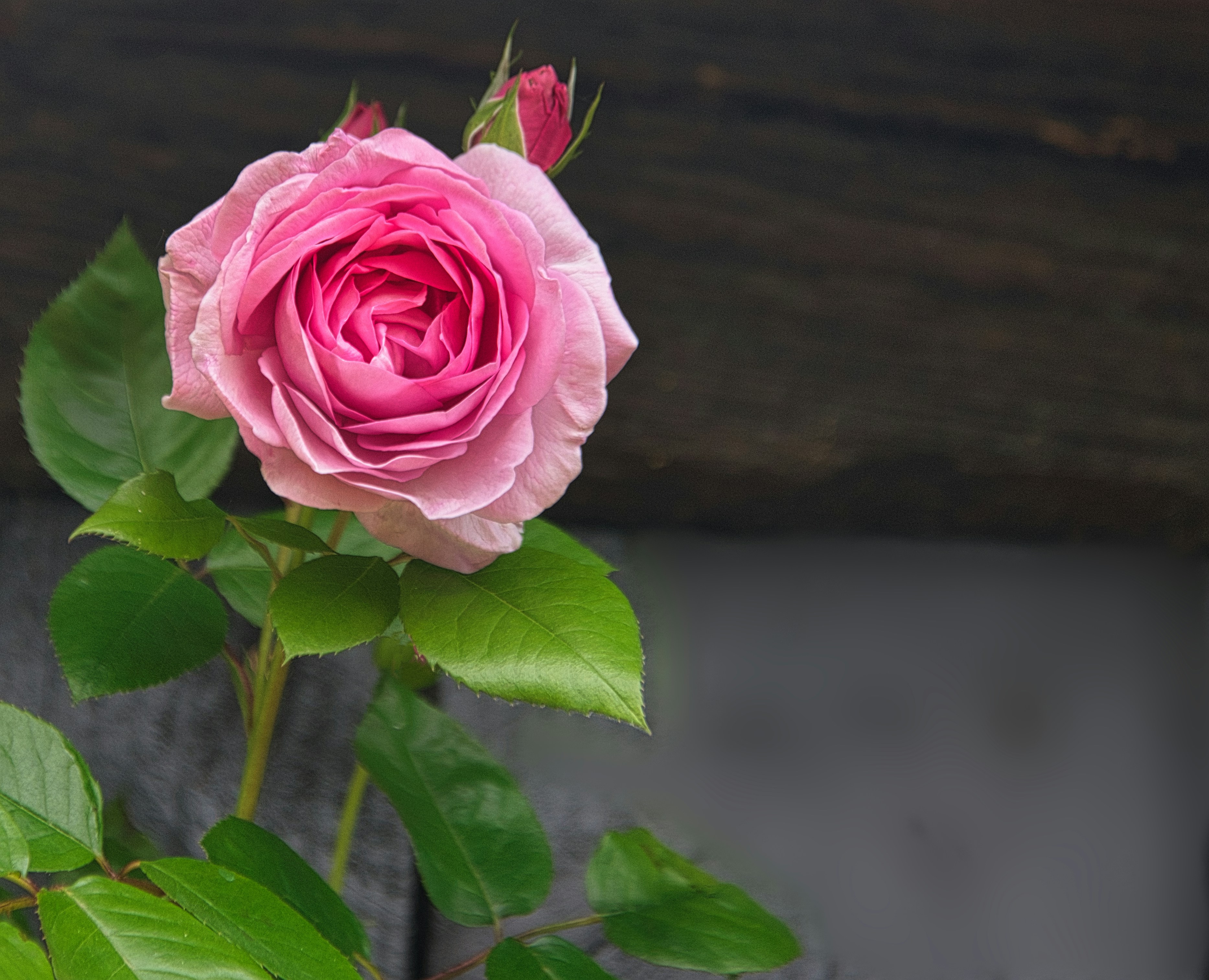Pink Rose in Focus: A Close-Up of Delicate Petals Against Weathered Wood
