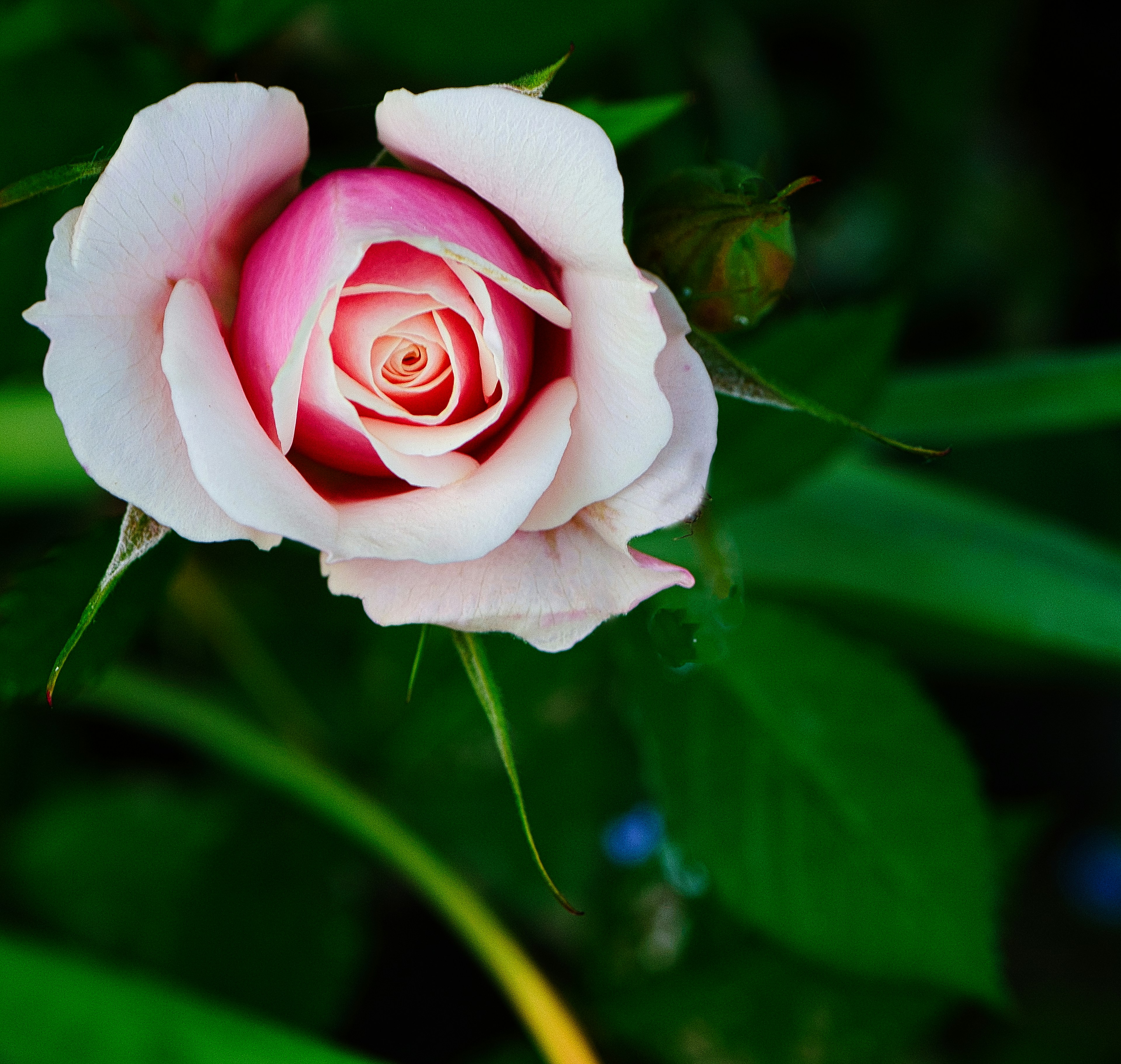 Petal Prism: a pink-tinged rose centered in a lush green frame