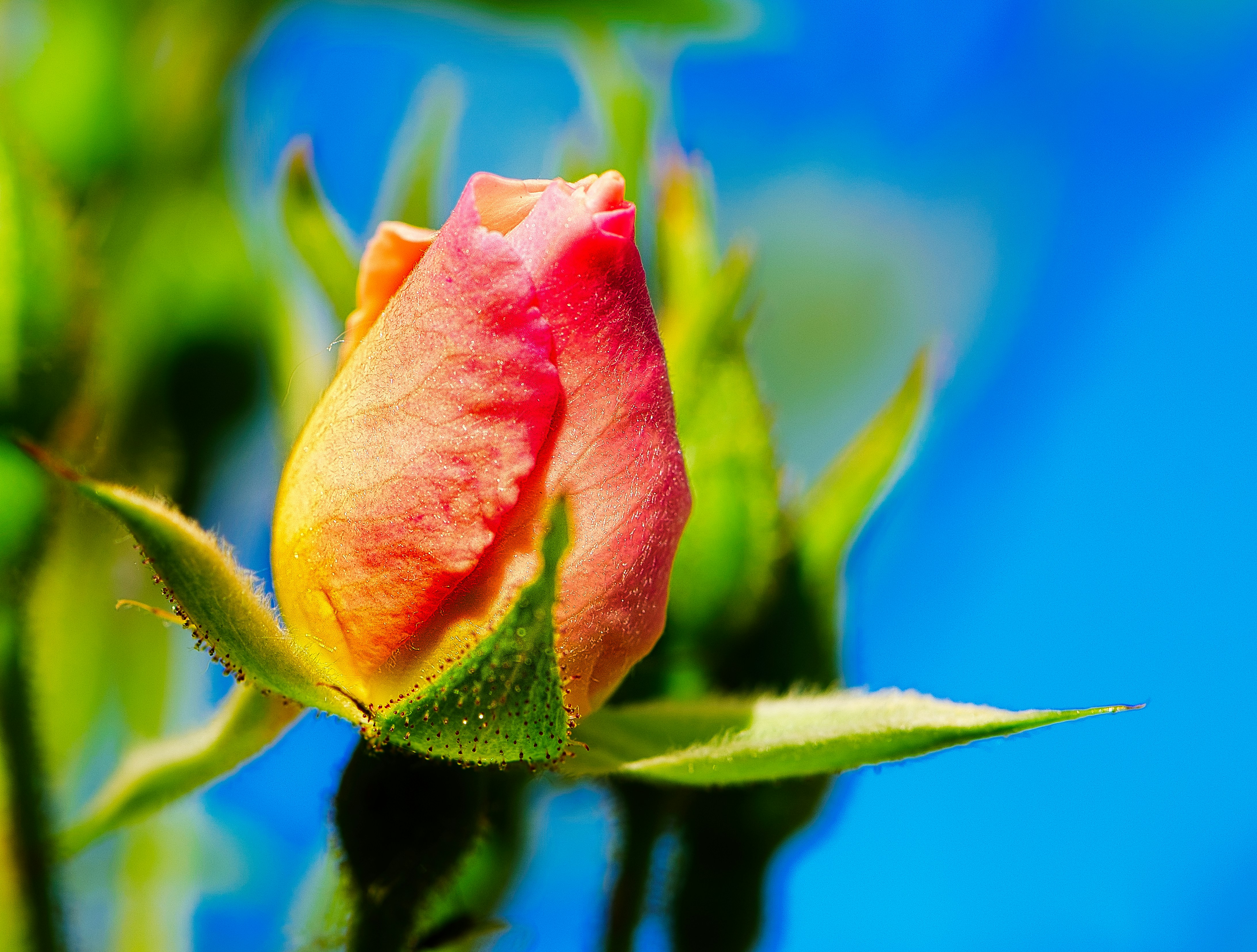 Rosy Bud Emergence Against a Vibrant Blue Backdrop
