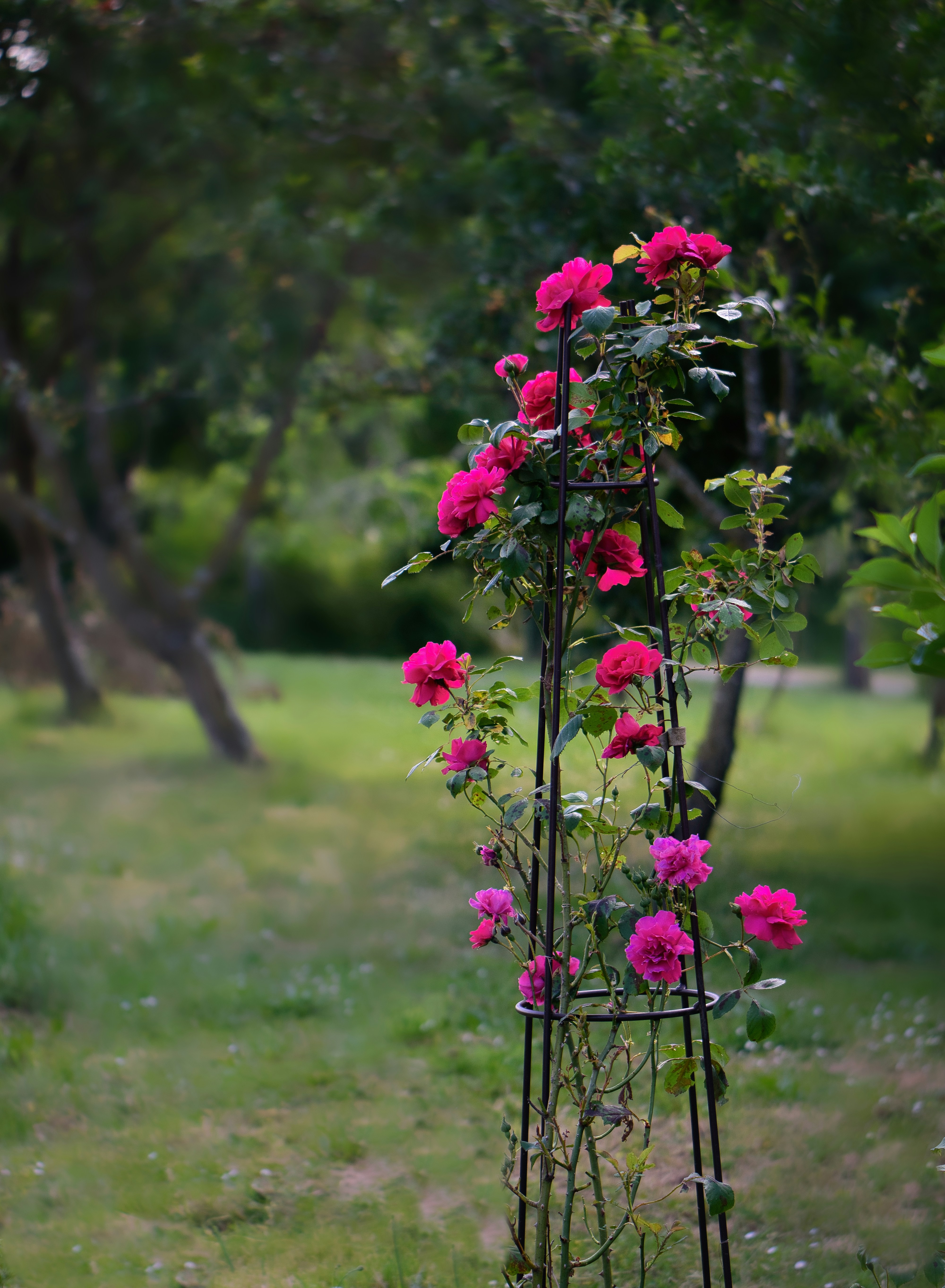 Pink Rose Scaffold in a Quiet Garden